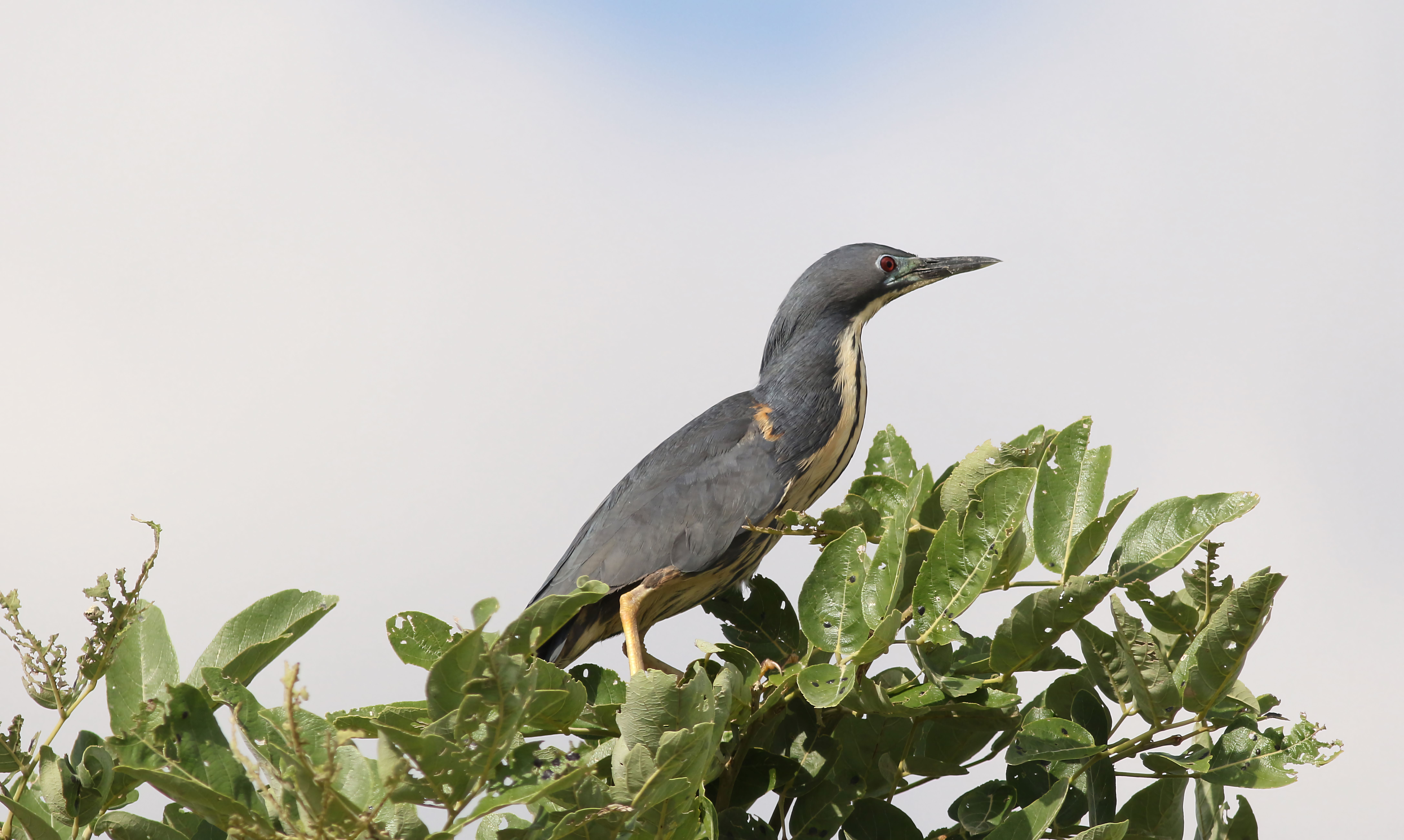 Dwarf Bittern Perched on Savannah Tree · Free Stock Photo