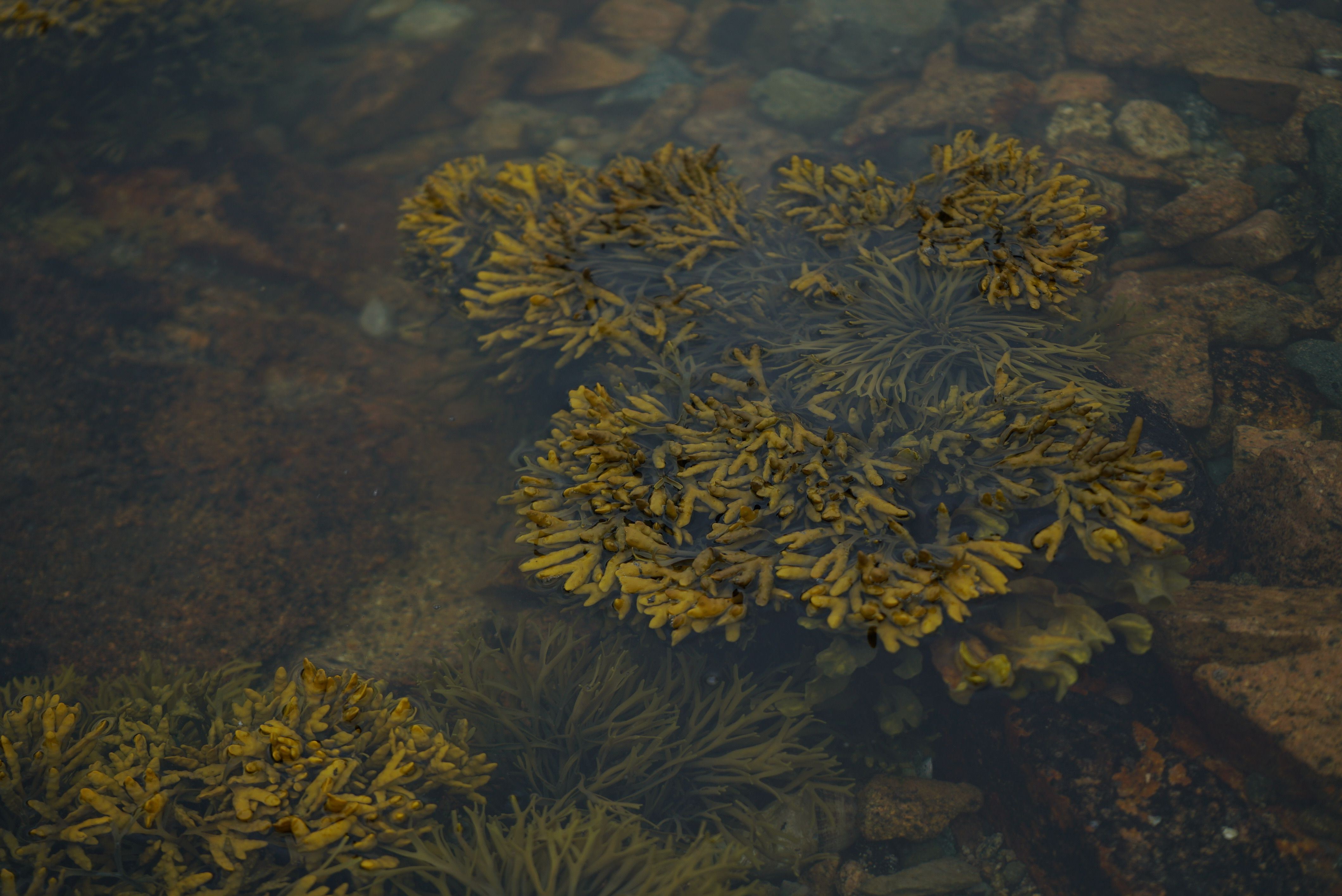 Underwater View of Seaweed in Ocean Tide Pool · Free Stock Photo
