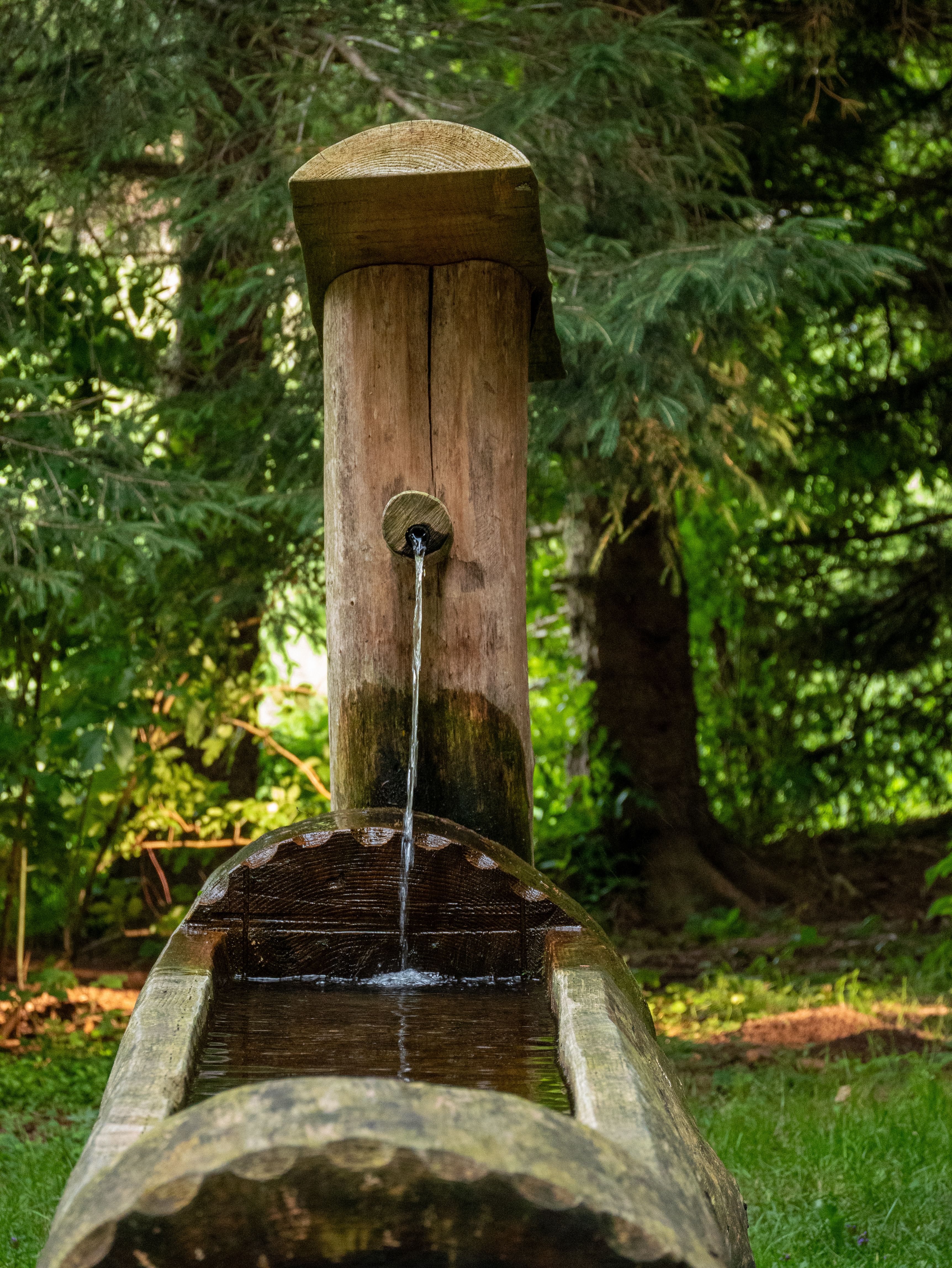 Rustic Wooden Water Fountain in Forest Setting · Free Stock Photo