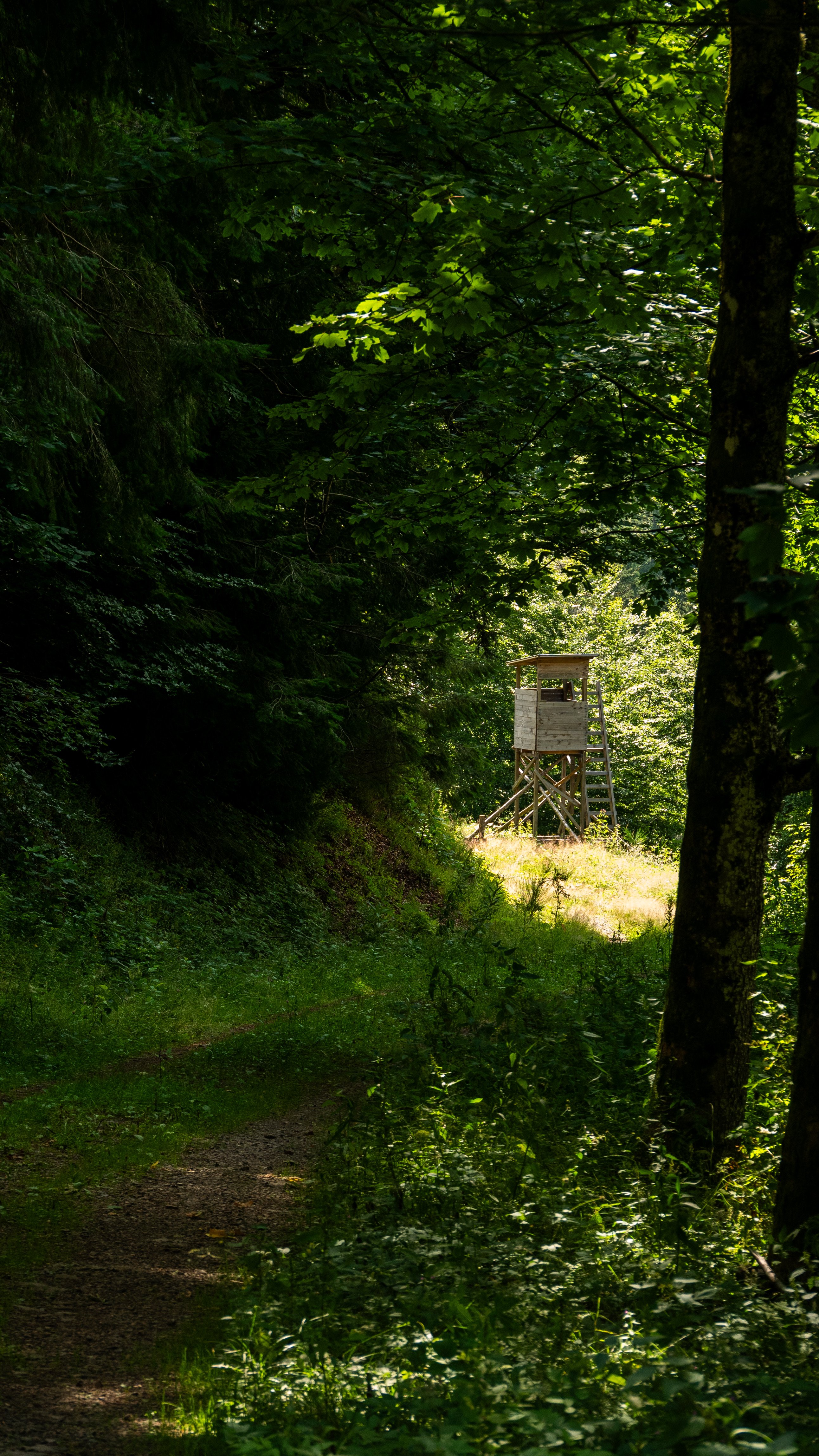 Lush Forest Path with Elevated Wooden Hut · Free Stock Photo