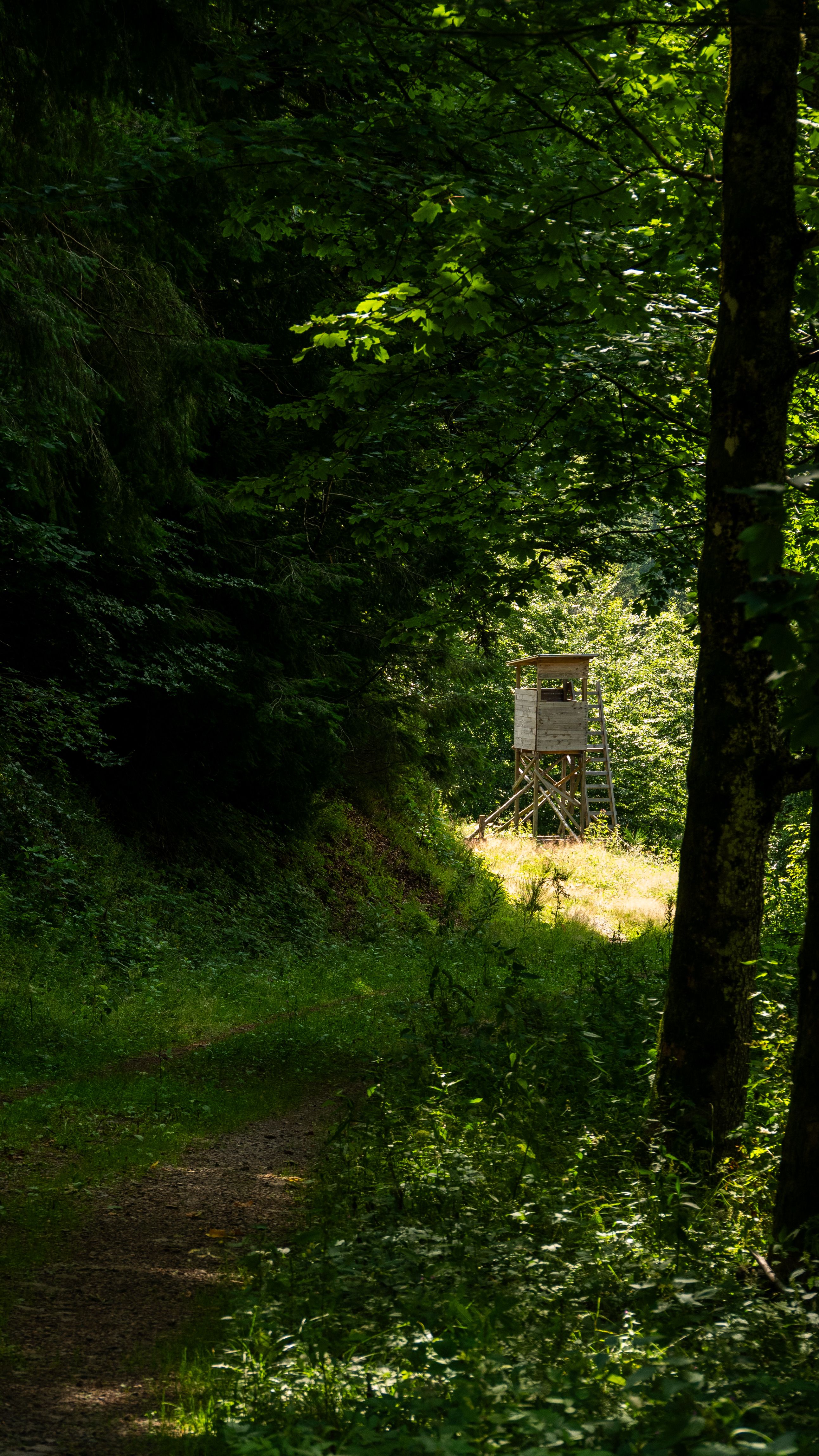 Lush Forest Path with Elevated Wooden Hut · Free Stock Photo