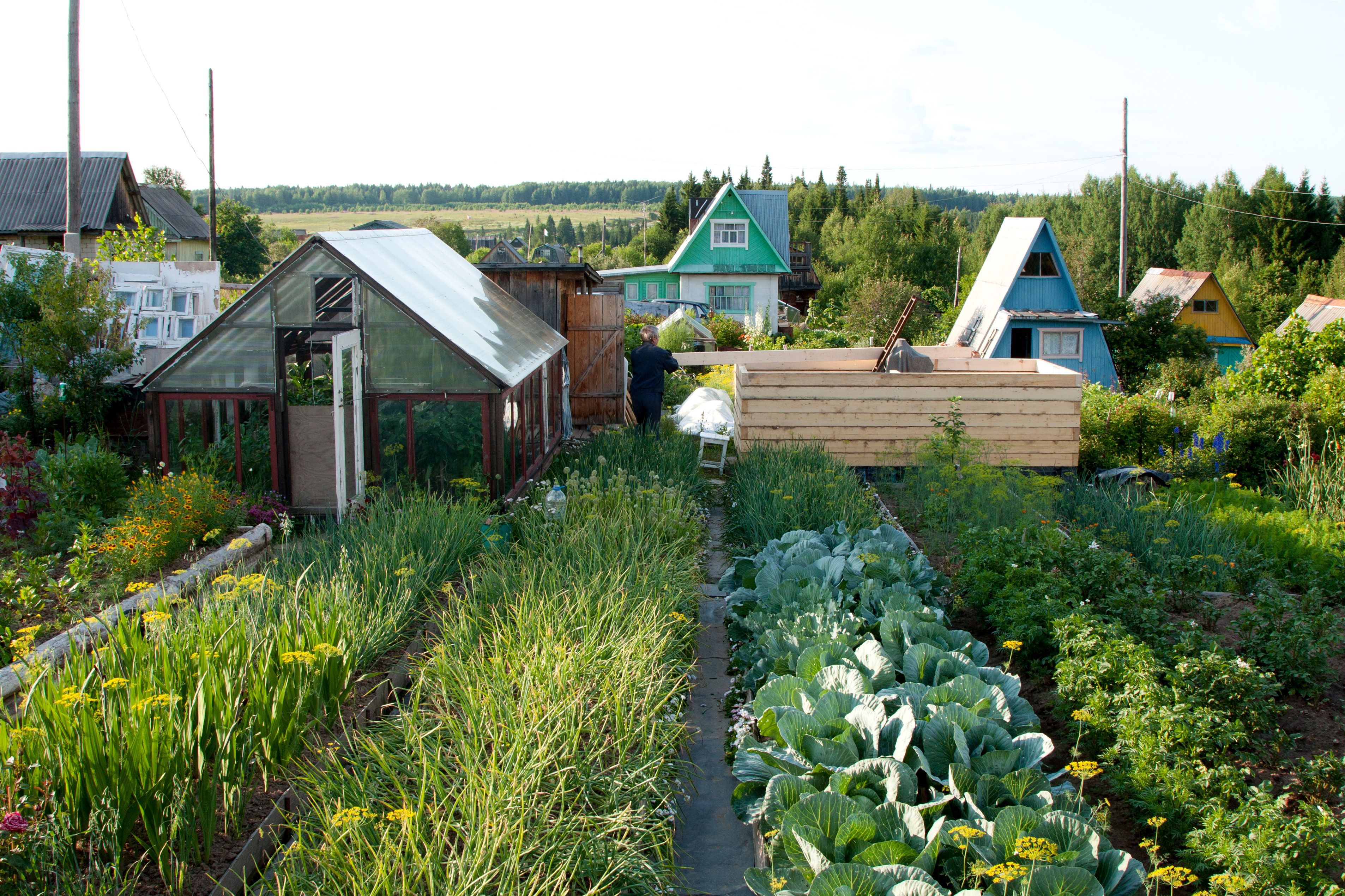 Rural Garden with Greenhouses and Cabbage · Free Stock Photo