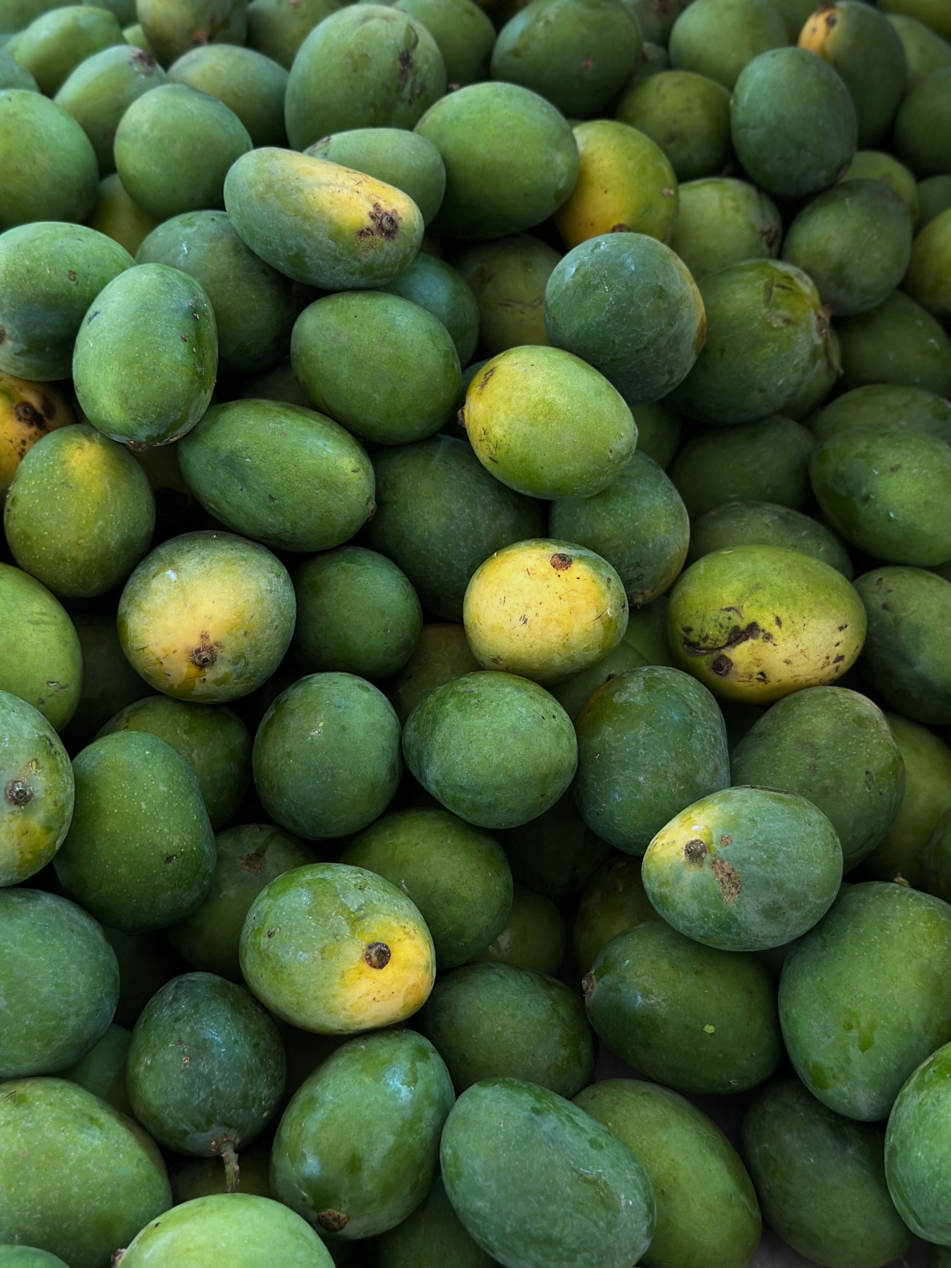 Close-up of Fresh Green Mangoes in Abundance · Free Stock Photo