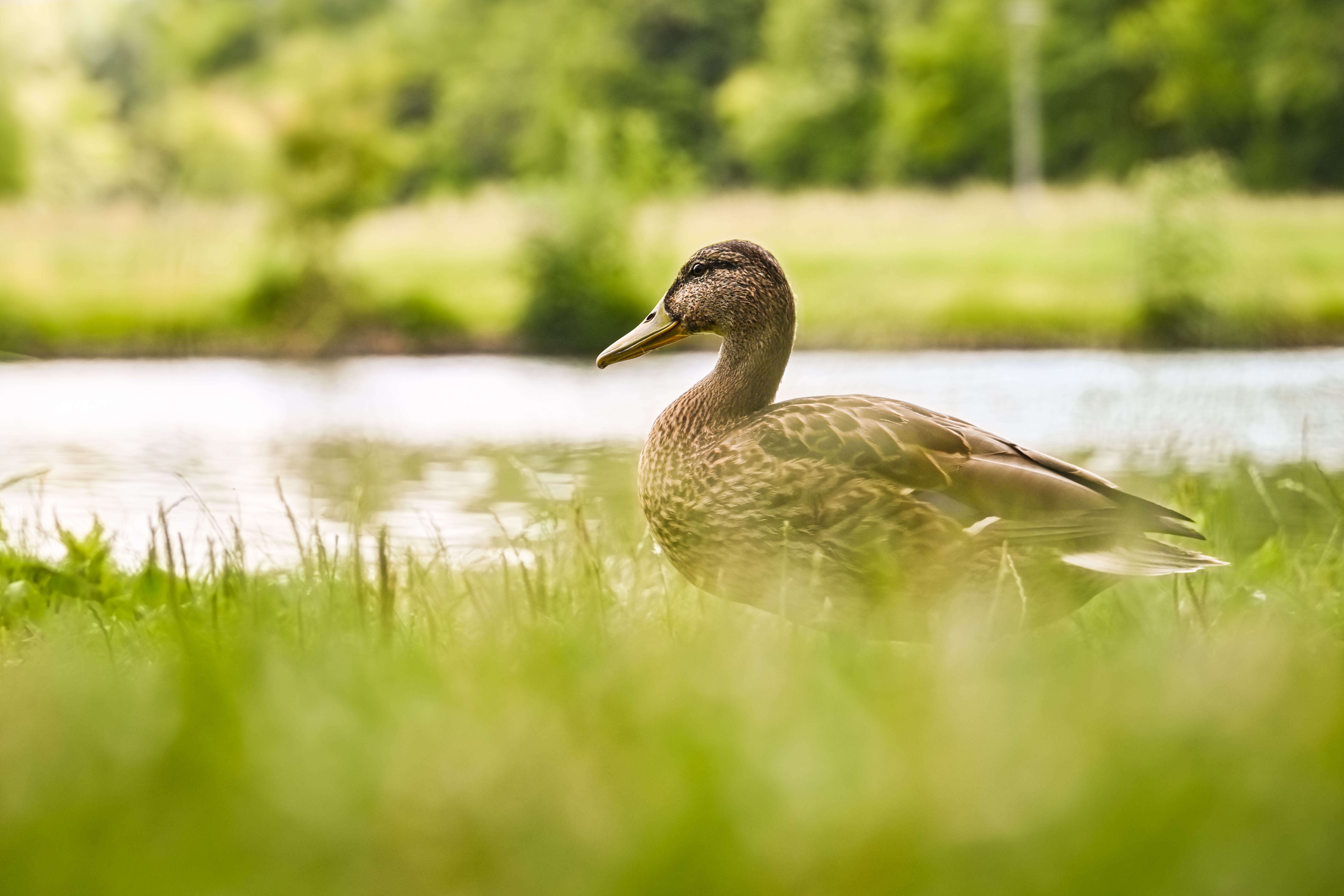 Natuare Photos, Download The BEST Free Natuare Stock Photos & HD Images