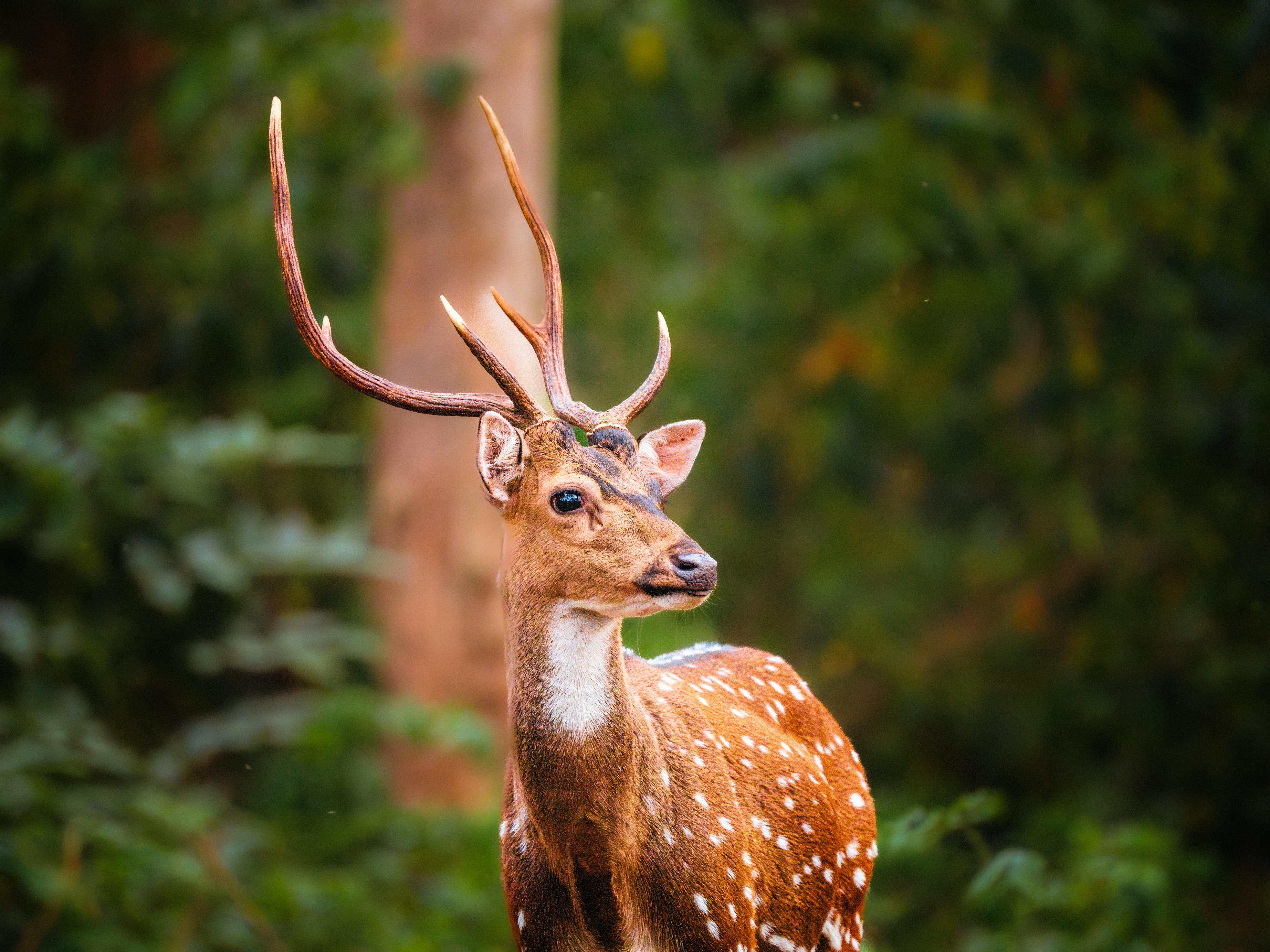 Selective Focus Photo of Deer · Free Stock Photo