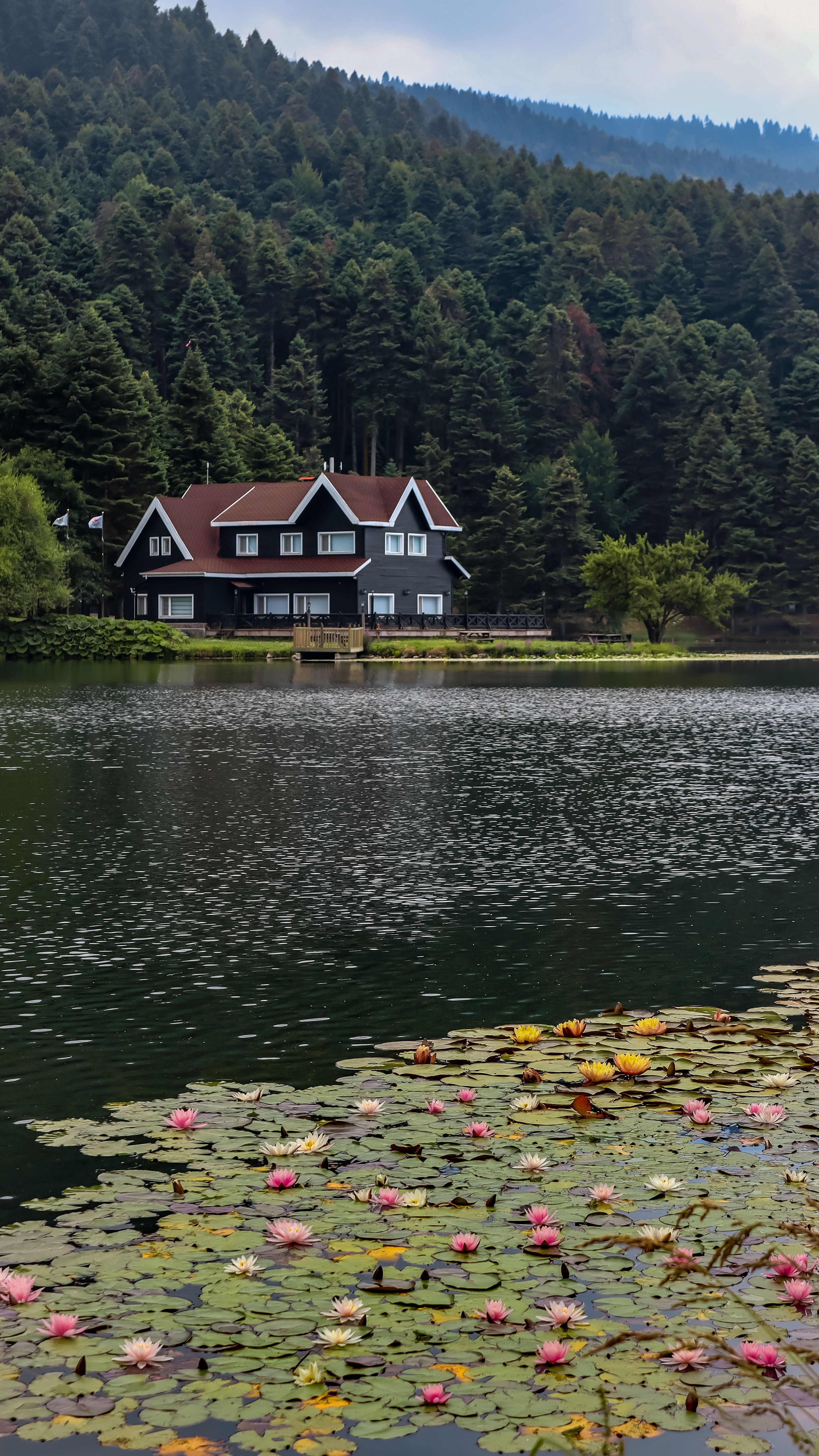 House in Deep Forest by Lake · Free Stock Photo