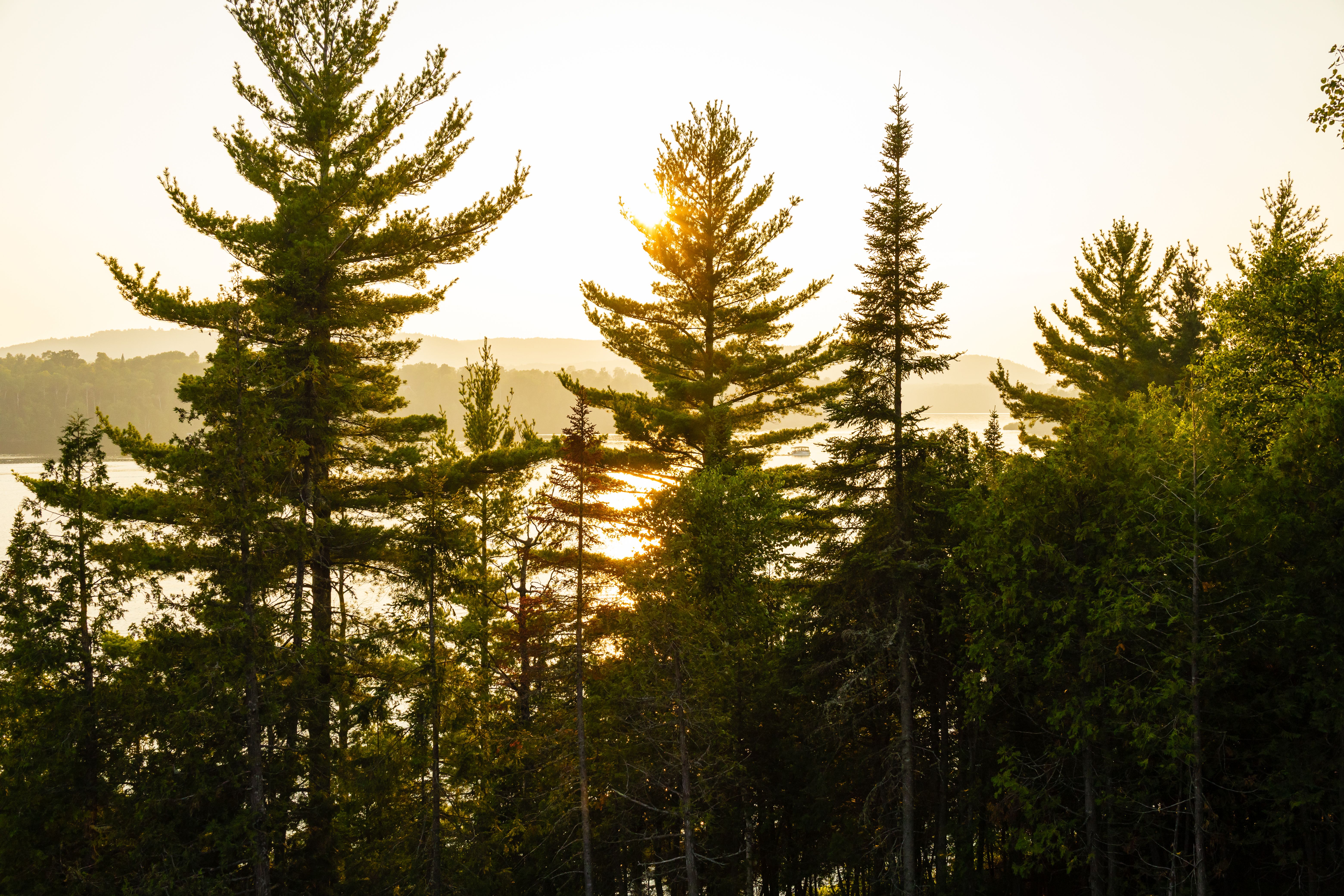 Sunset Through Fir Trees in Québec Forest · Free Stock Photo