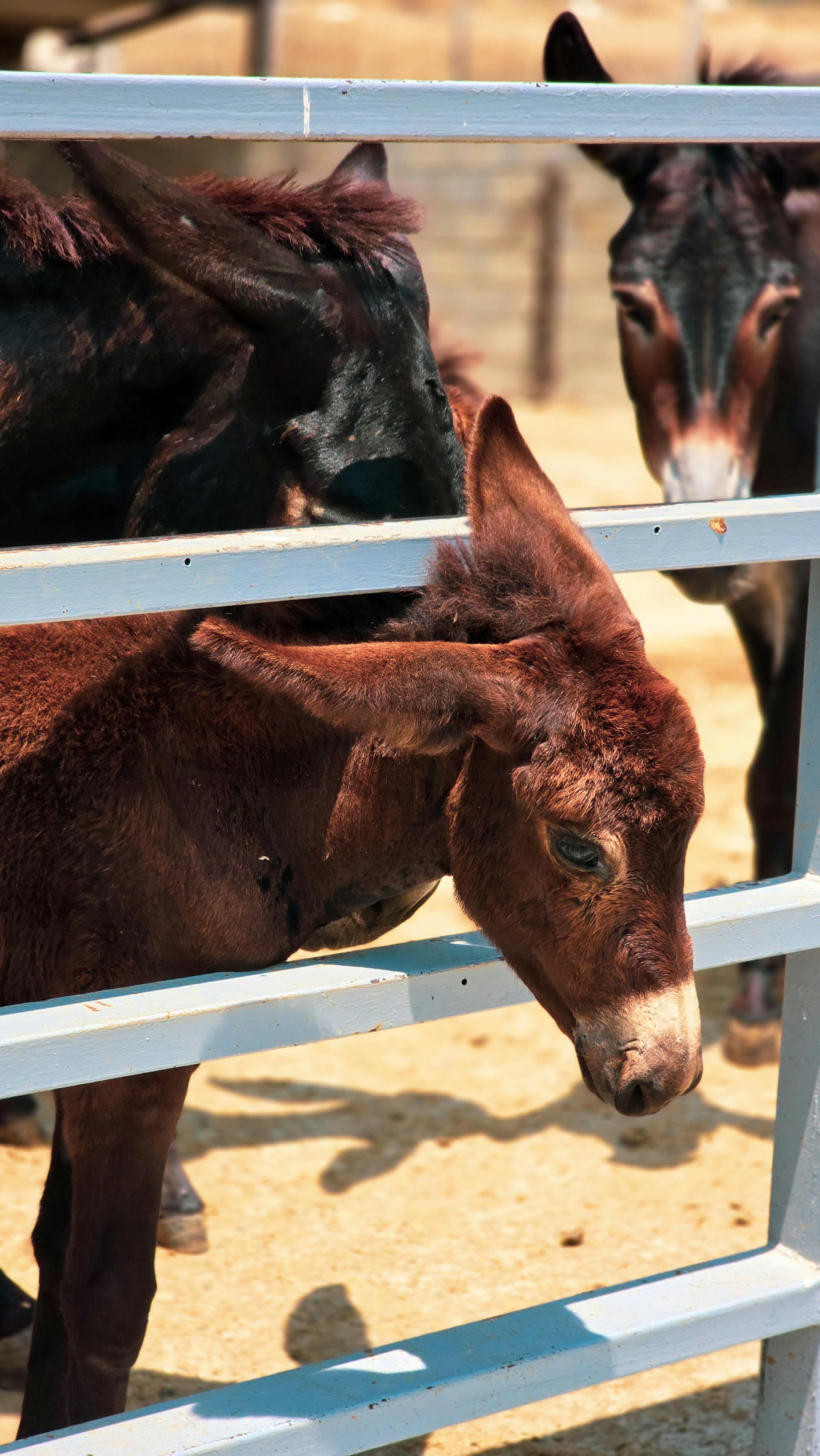 Le migliori foto di Bokep+bocil+sma+colmek+mulus+smp+tobrut · Download gratuito al 100% · Foto ...