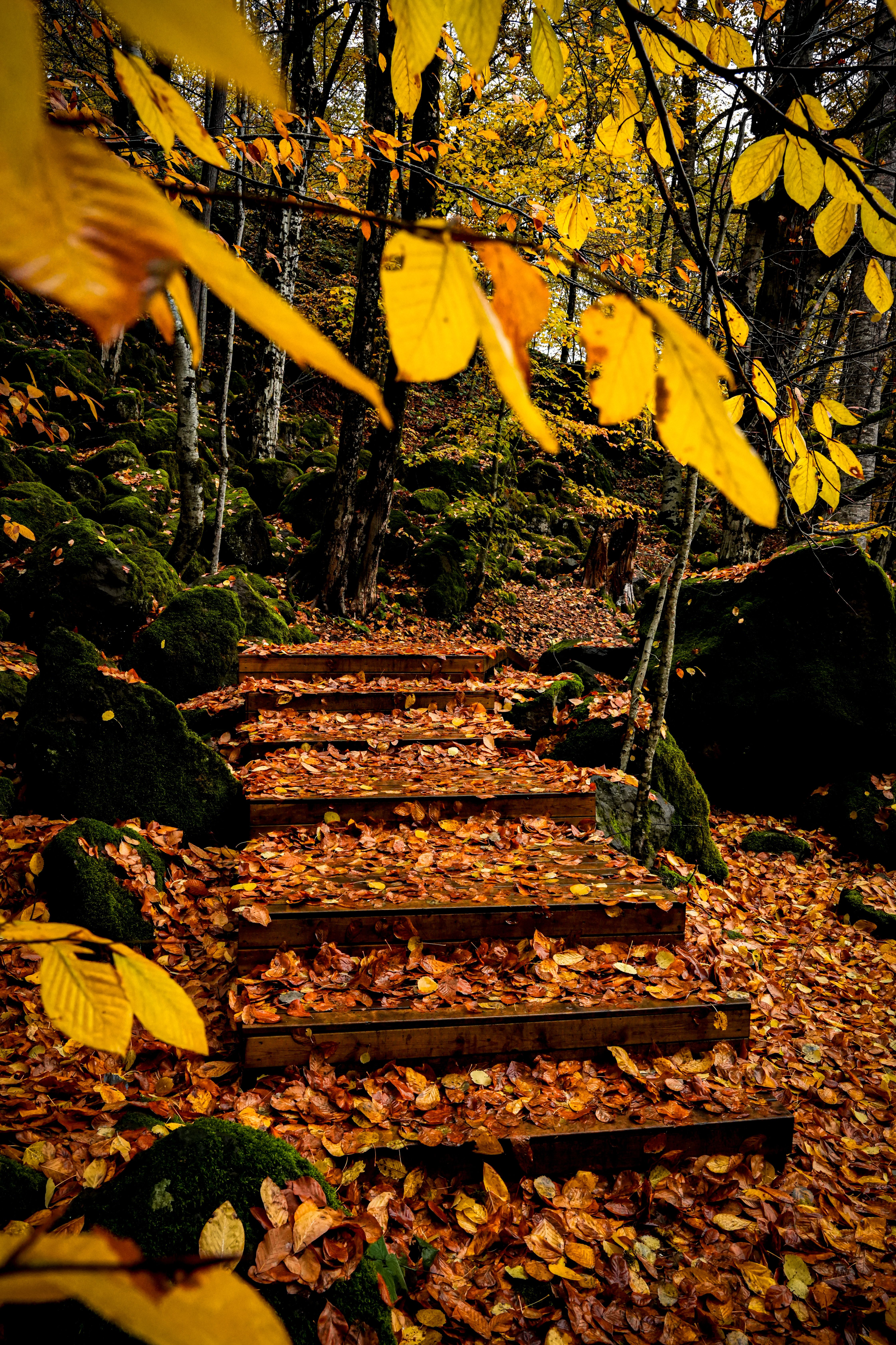 Scenic Autumn Pathway with Steps in Forest · Free Stock Photo