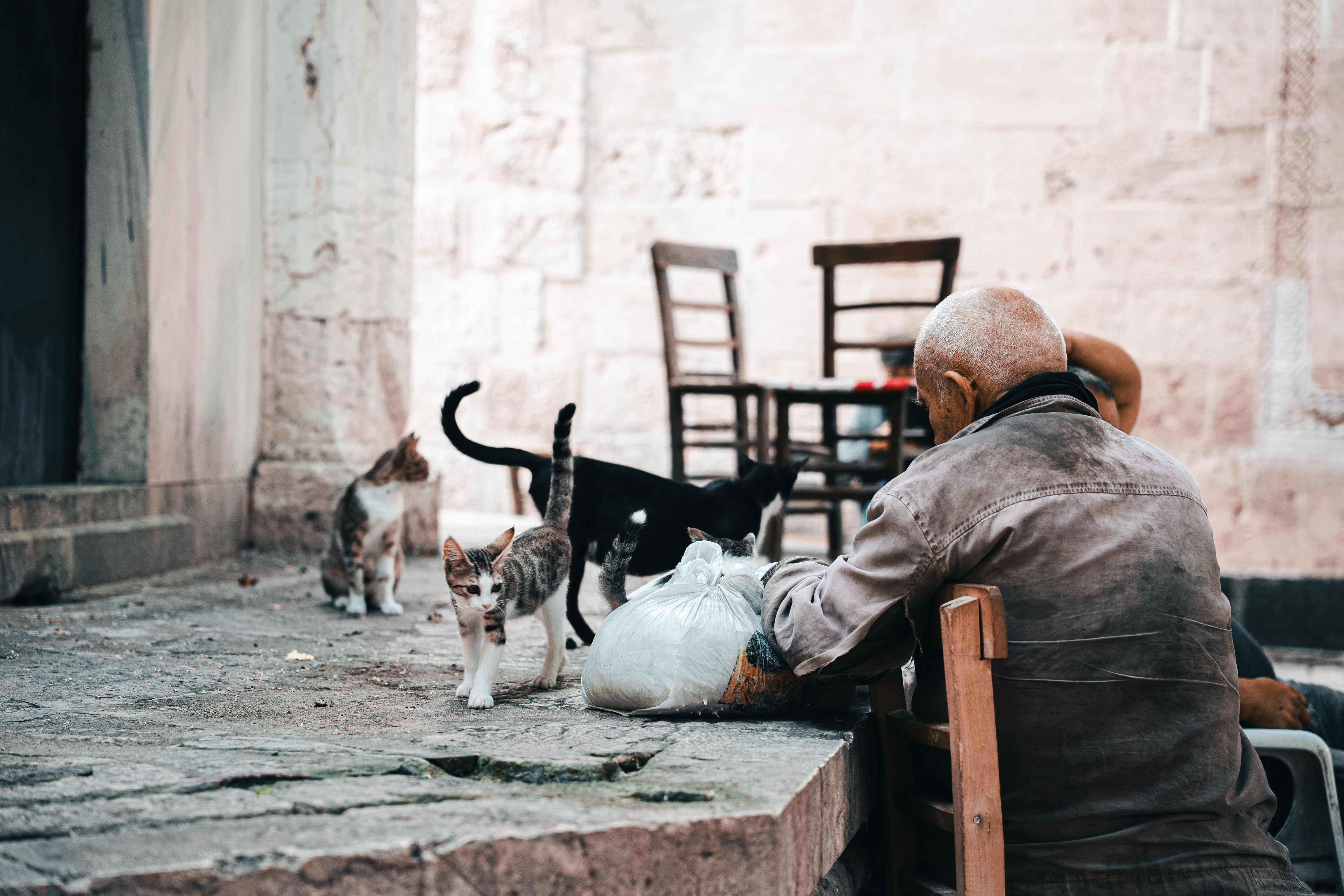 Elderly Man Feeding Cats in Adana Street · Free Stock Photo