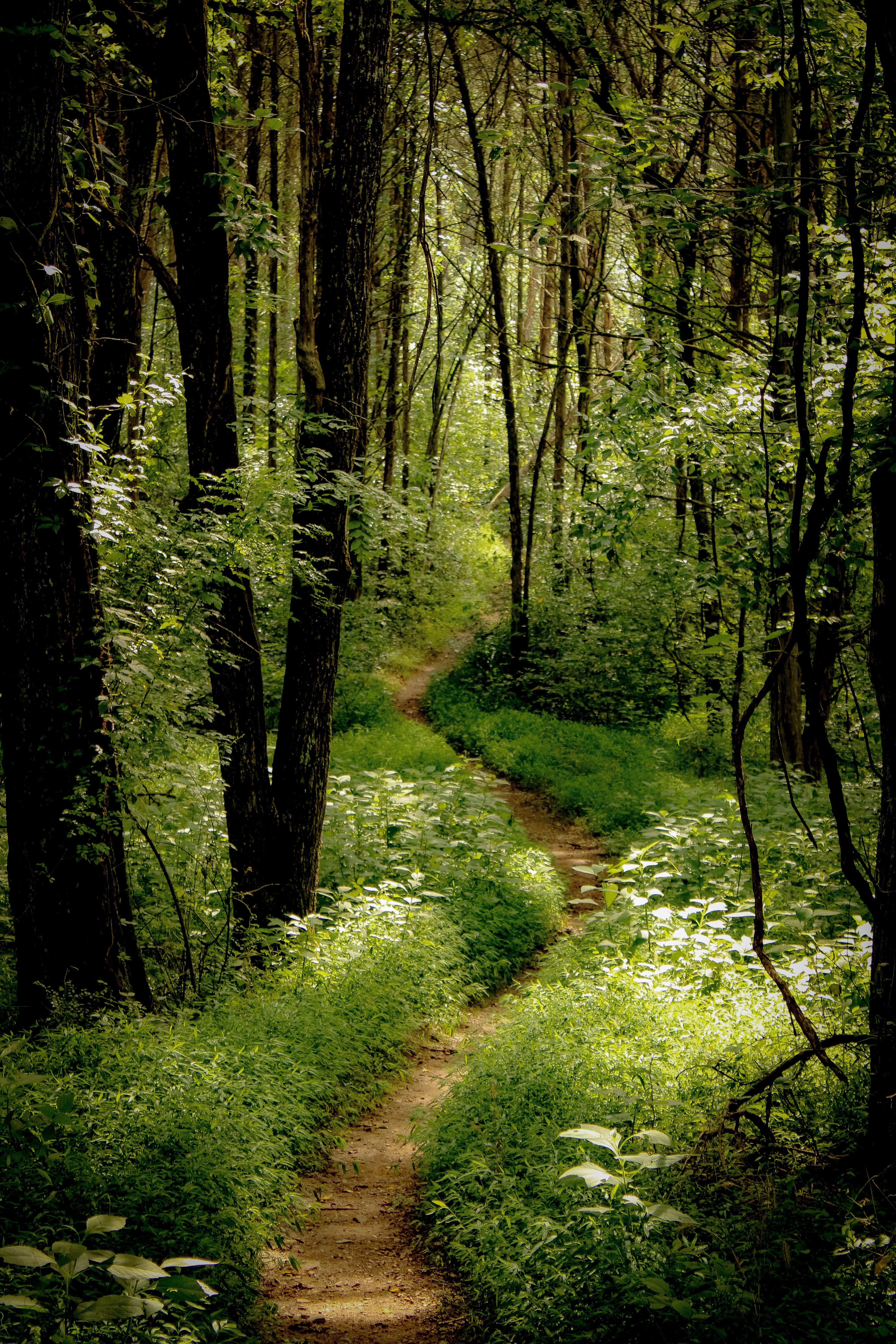 Serene Forest Path Under Lush Green Canopy · Free Stock Photo