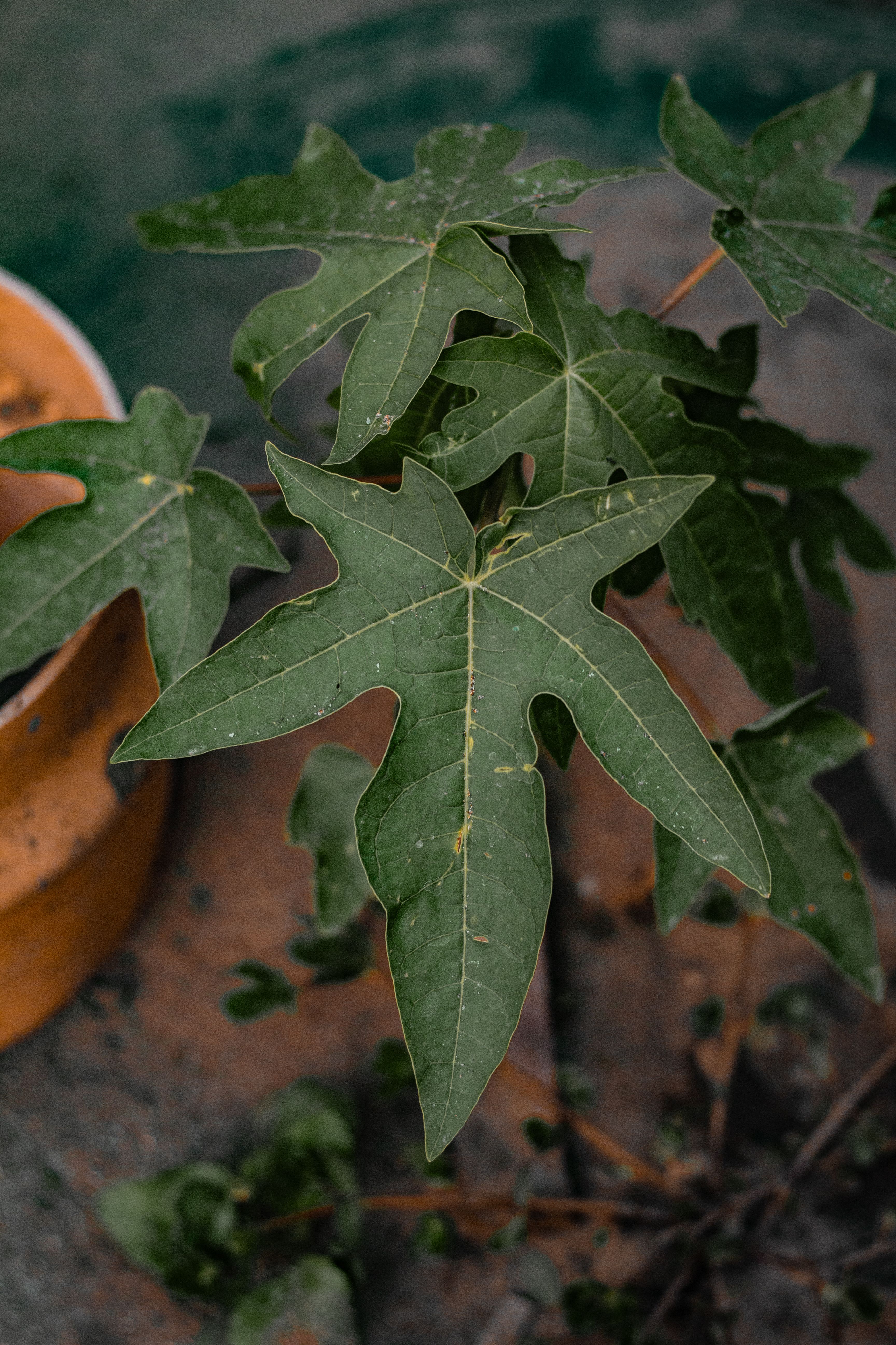 Papaya Plant with Green Leaves in Lima, Peru · Free Stock Photo