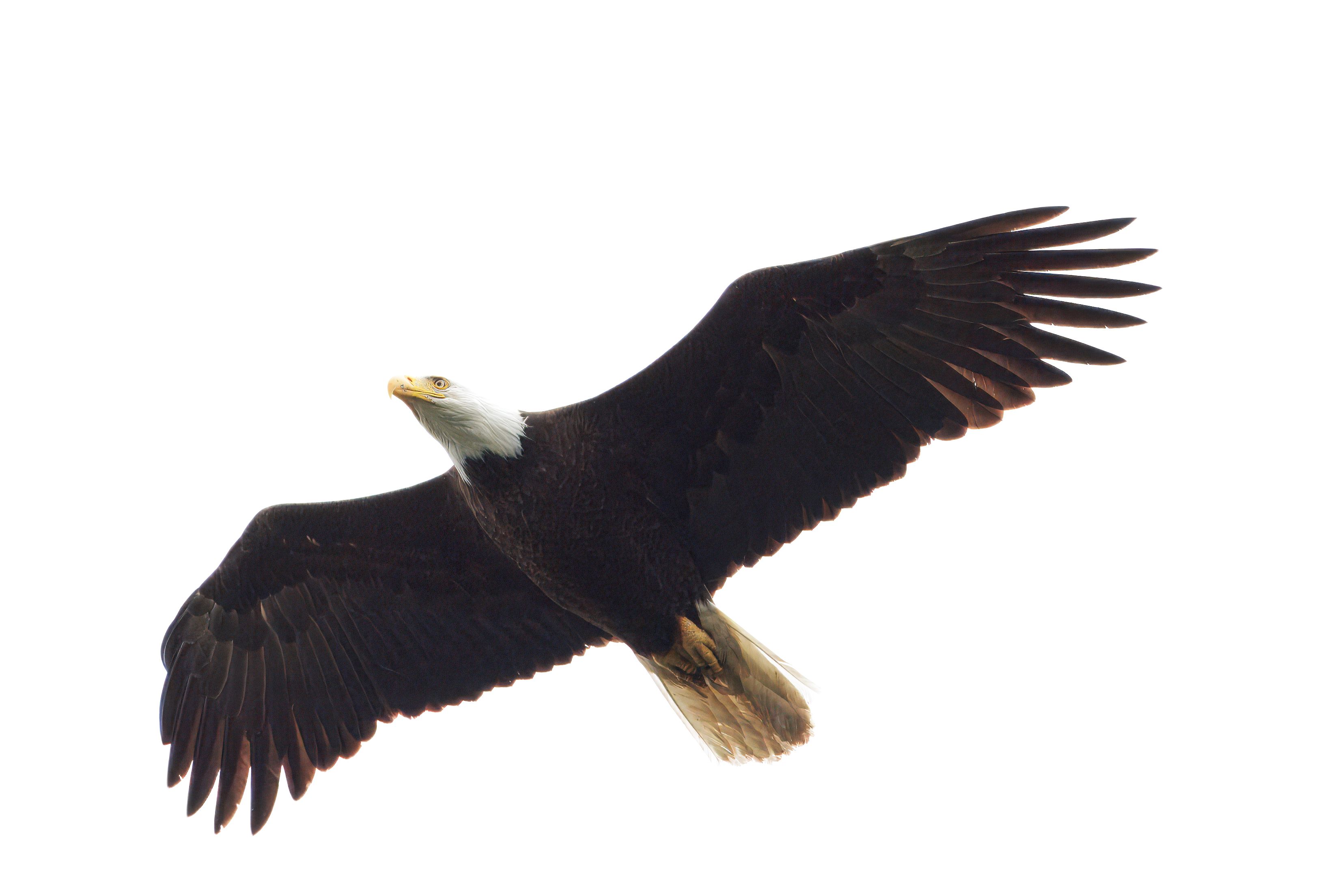 Eagle Flying No Background Photos, Download The BEST Free Eagle Flying ...