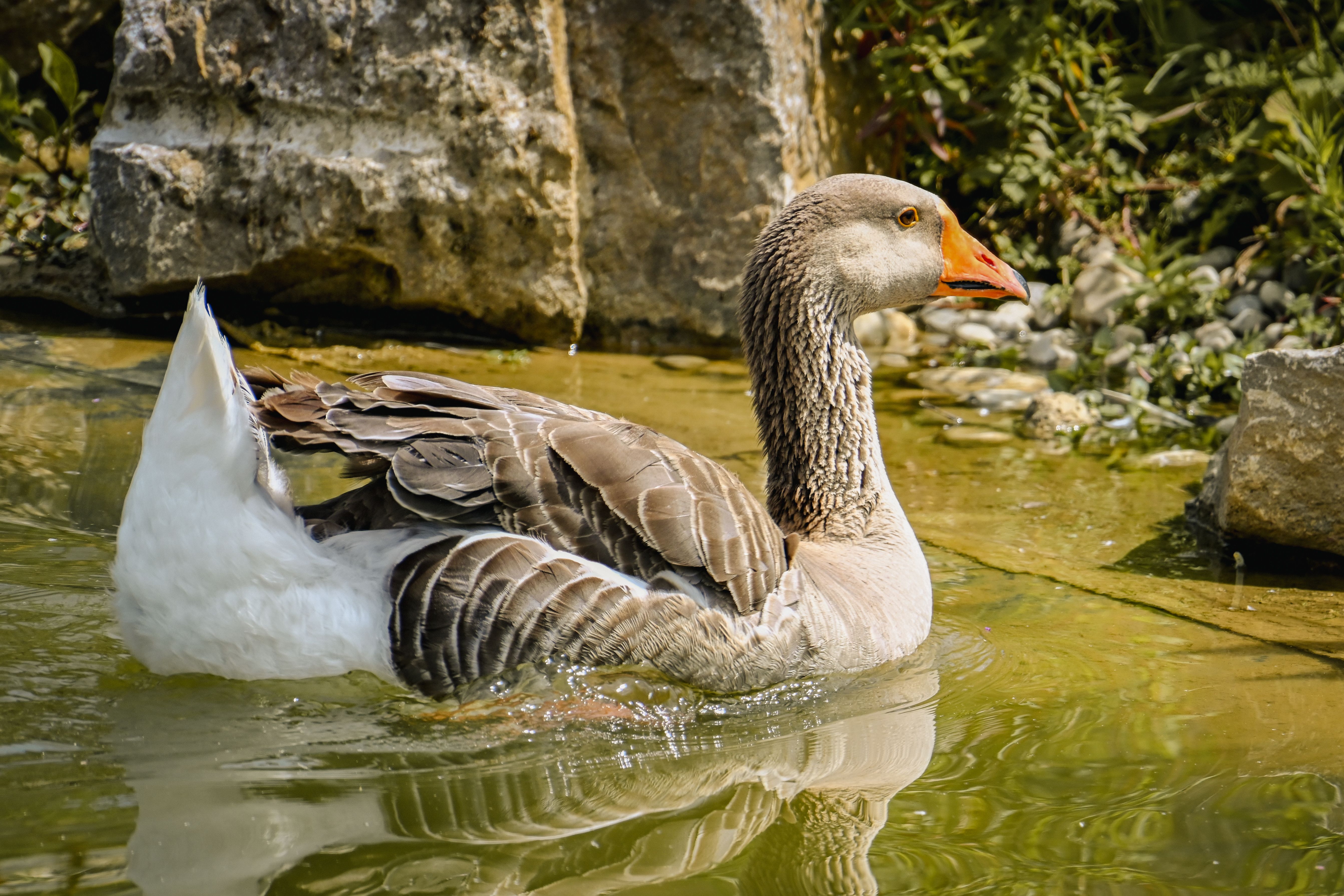 Wild Goose Photos, Download The BEST Free Wild Goose Stock Photos & HD ...