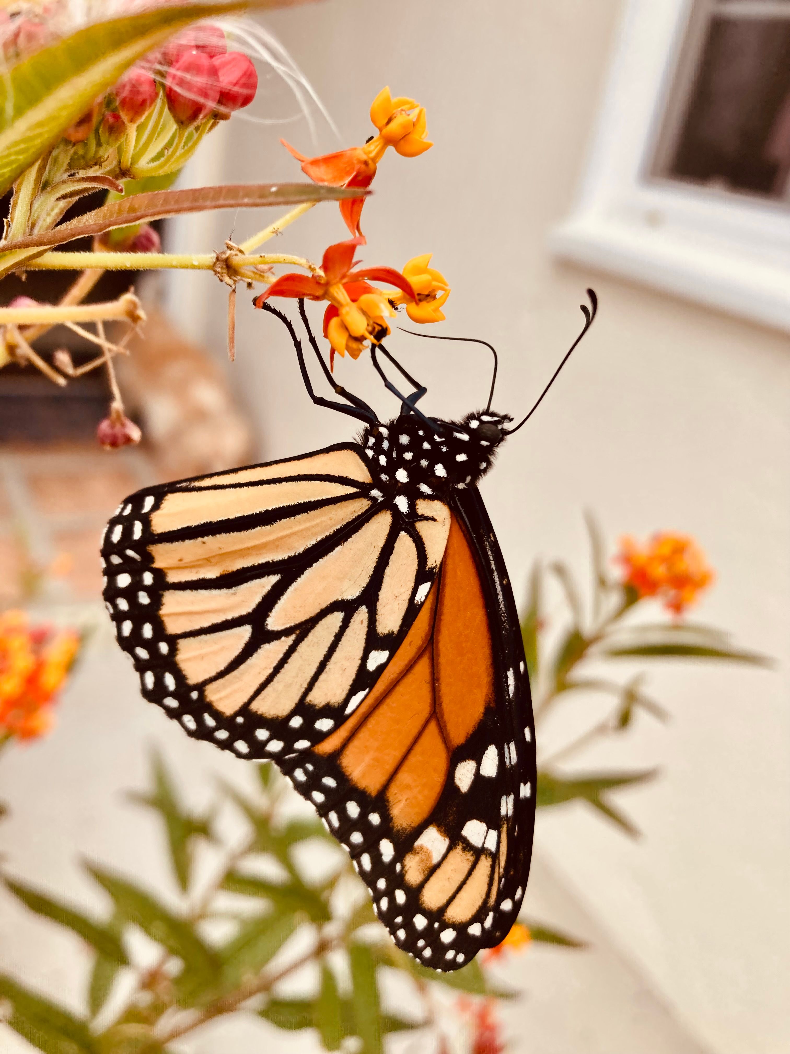 Monarch Butterfly on Milkweed in San Clemente · Free Stock Photo