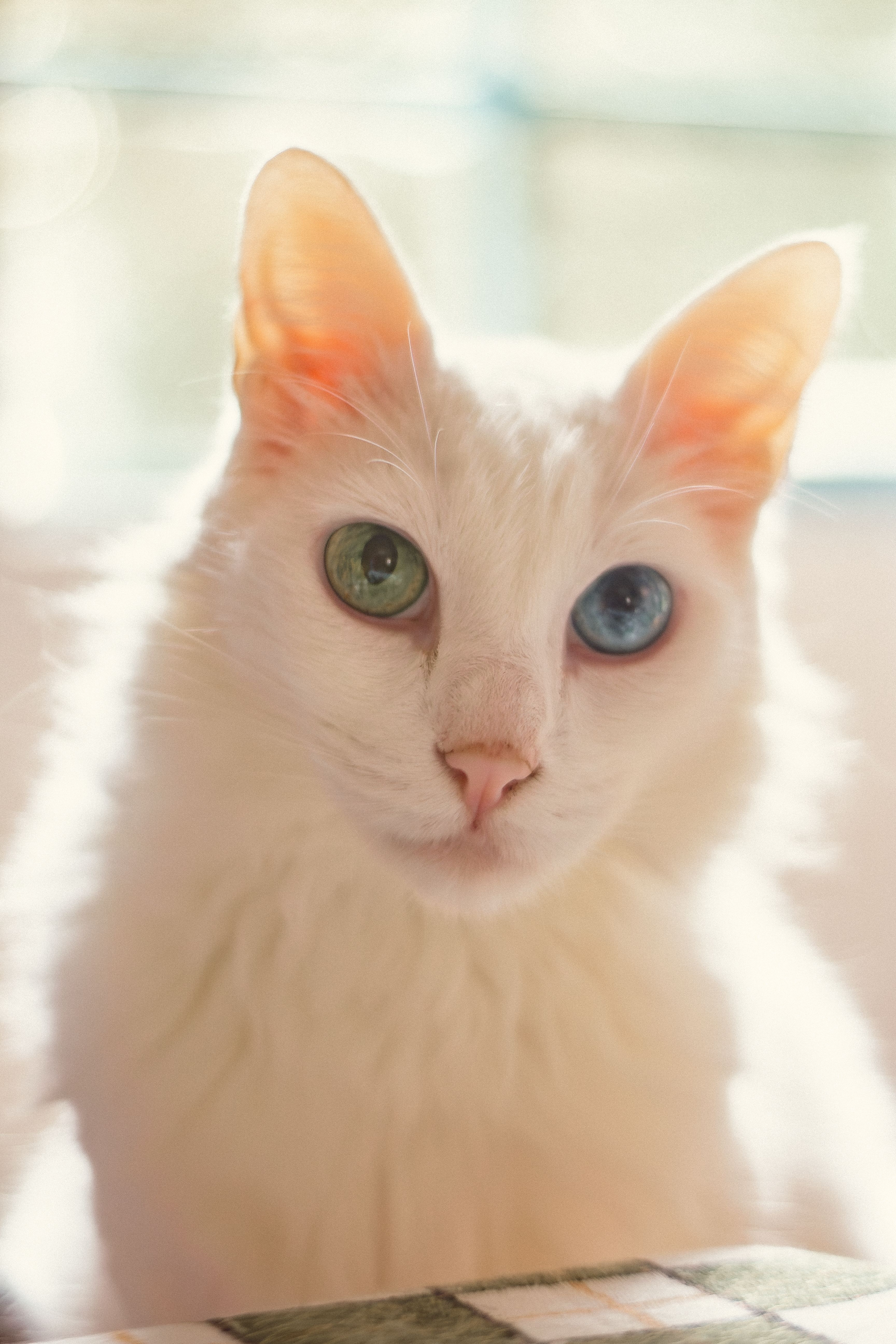 Shallow Focus Photography of White Cat · Free Stock Photo