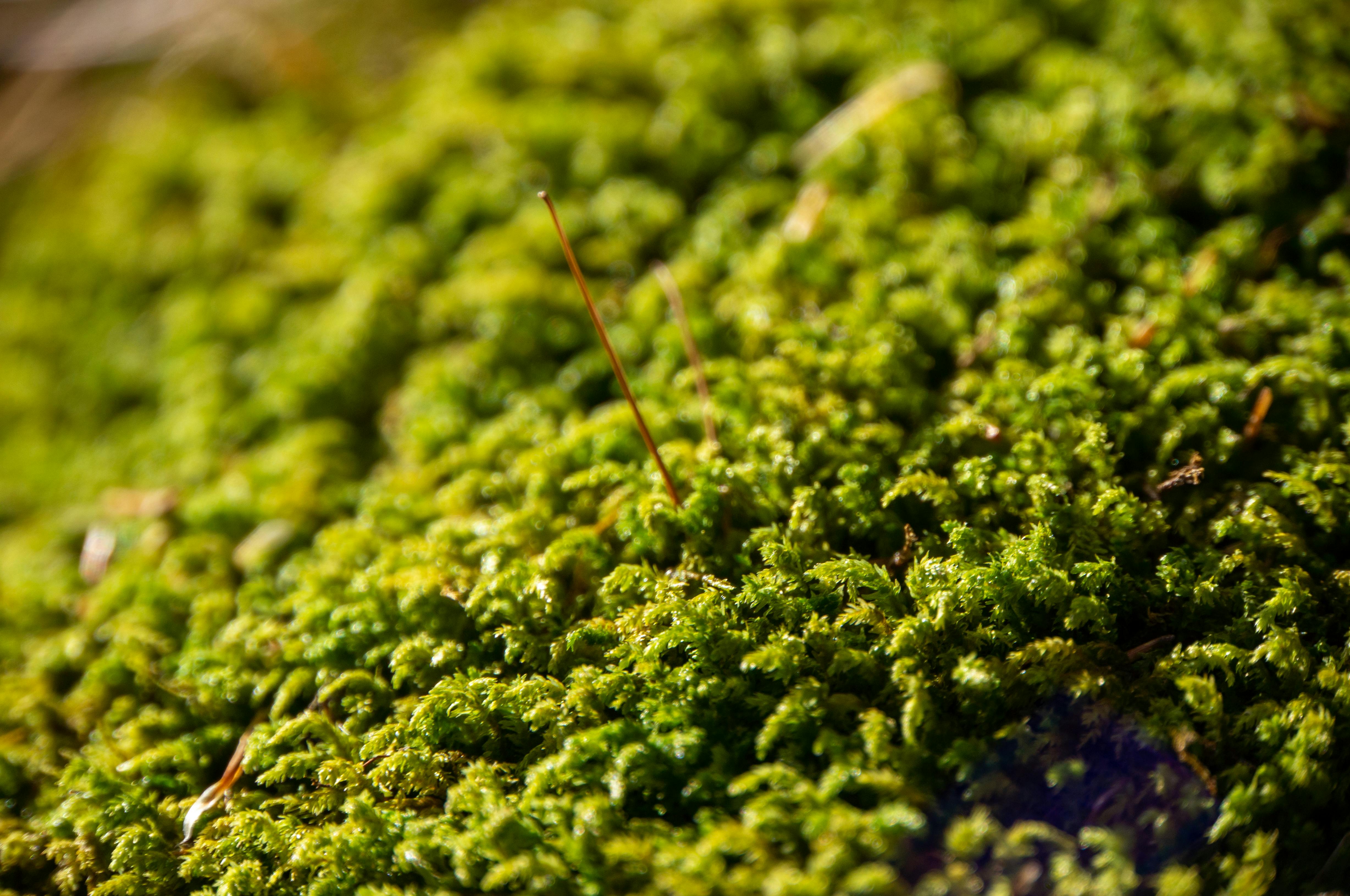 Foto de stock gratuita sobre musgo, musgo verde, verde