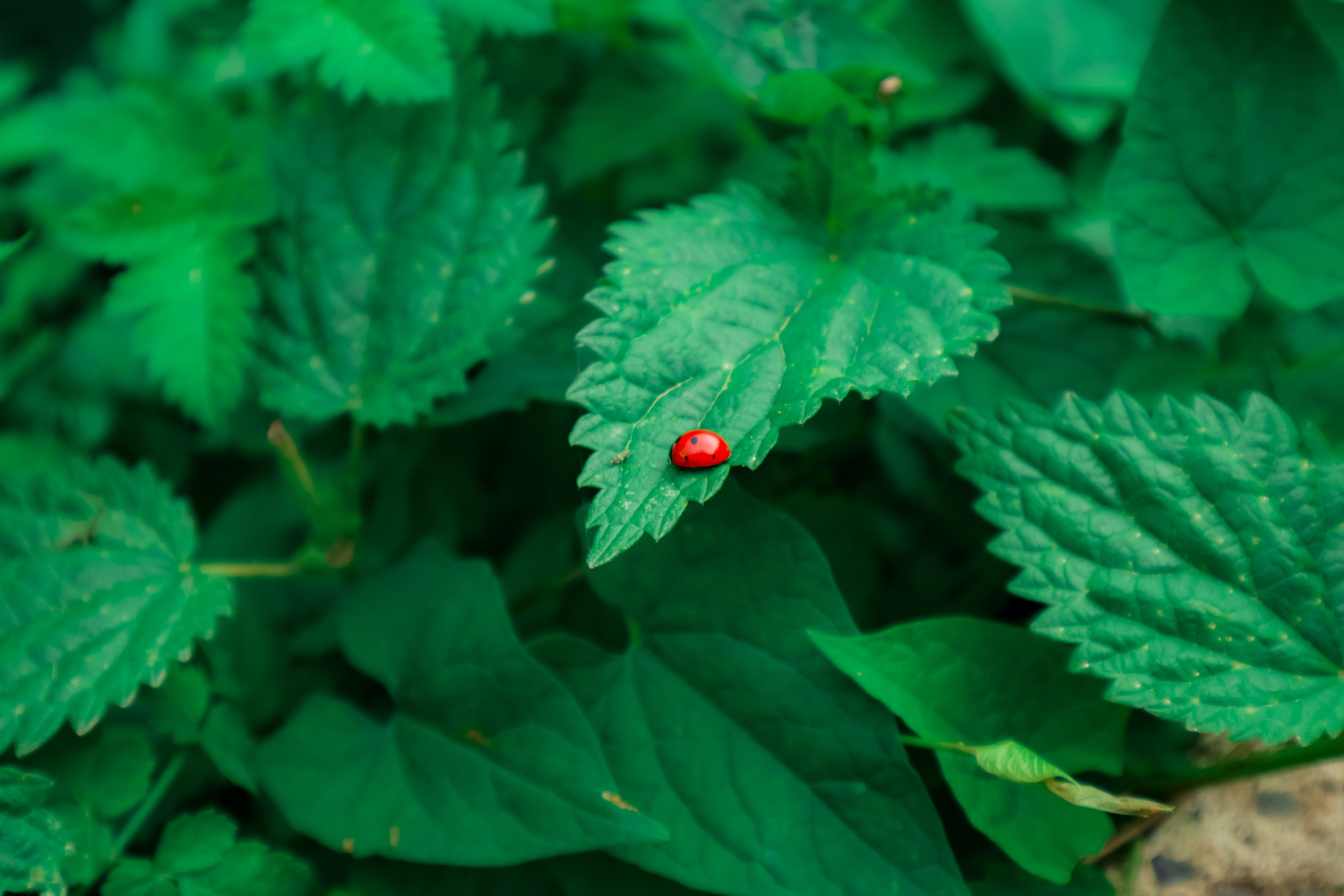 Living Things Photos, Download The BEST Free Living Things Stock Photos ...