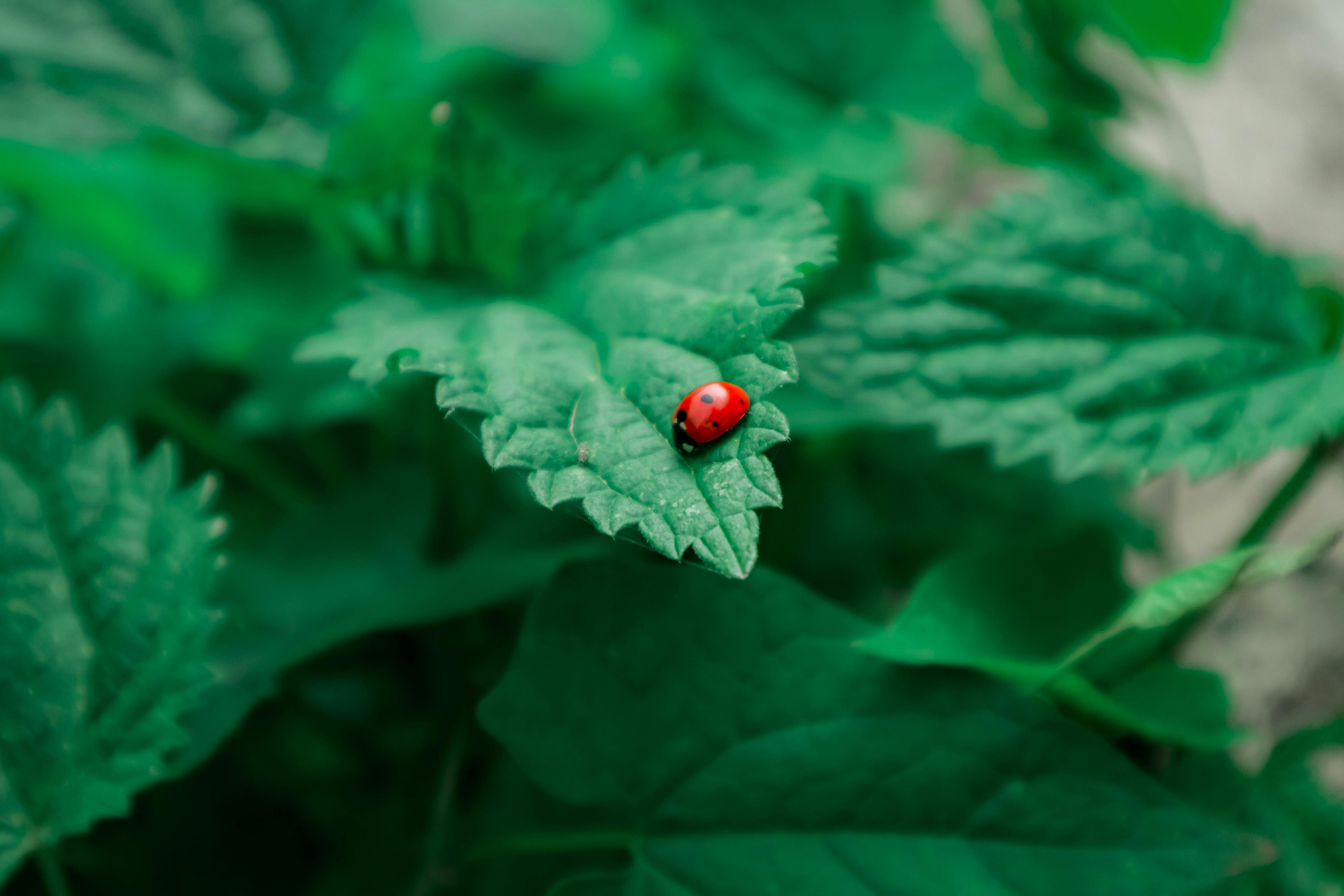 Tiny Telegram Photos, Download The BEST Free Tiny Telegram Stock Photos ...