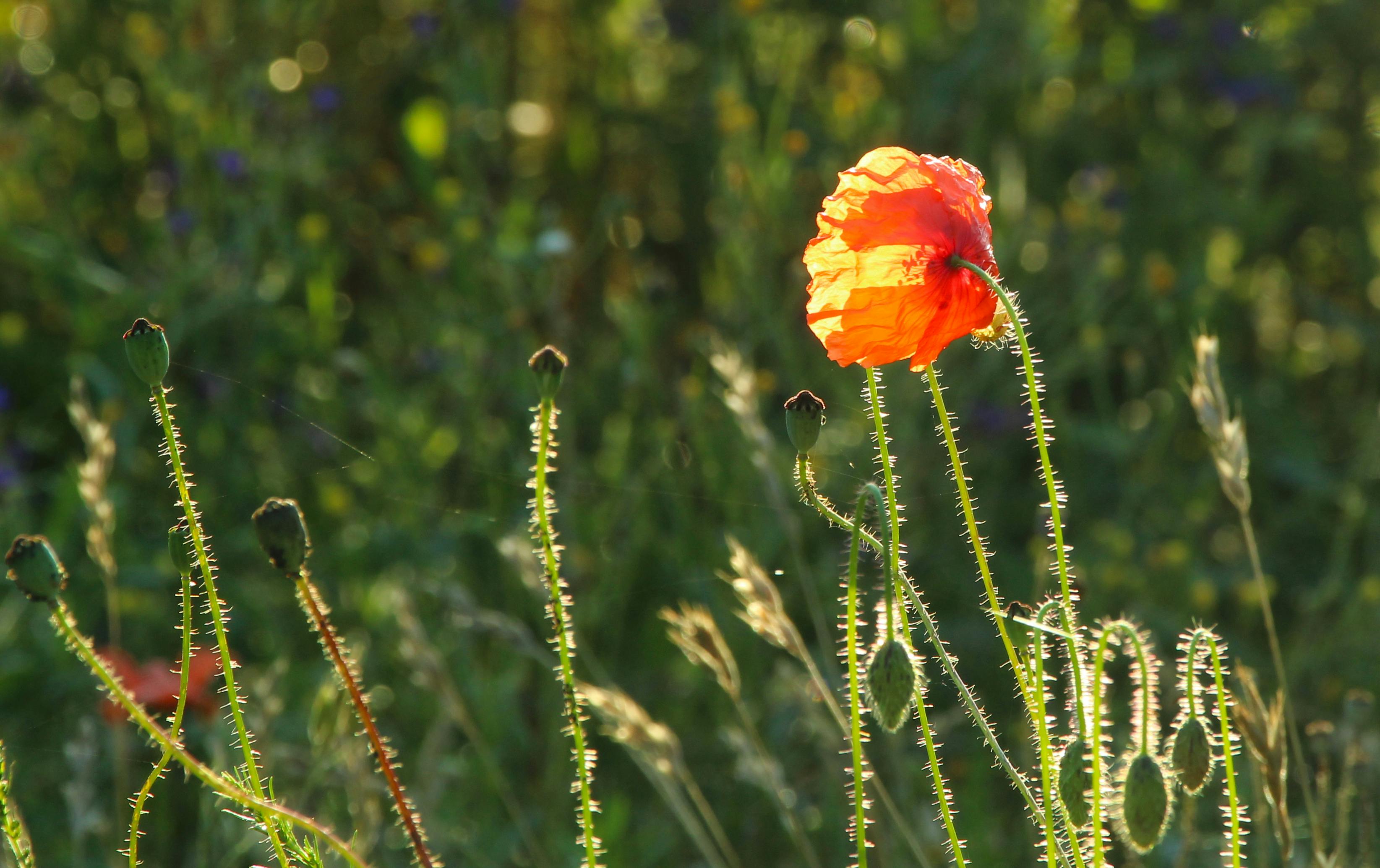 Imagebam+(ふ)+プチトマト10+ +Imagebam Photos, Download The BEST Free ...