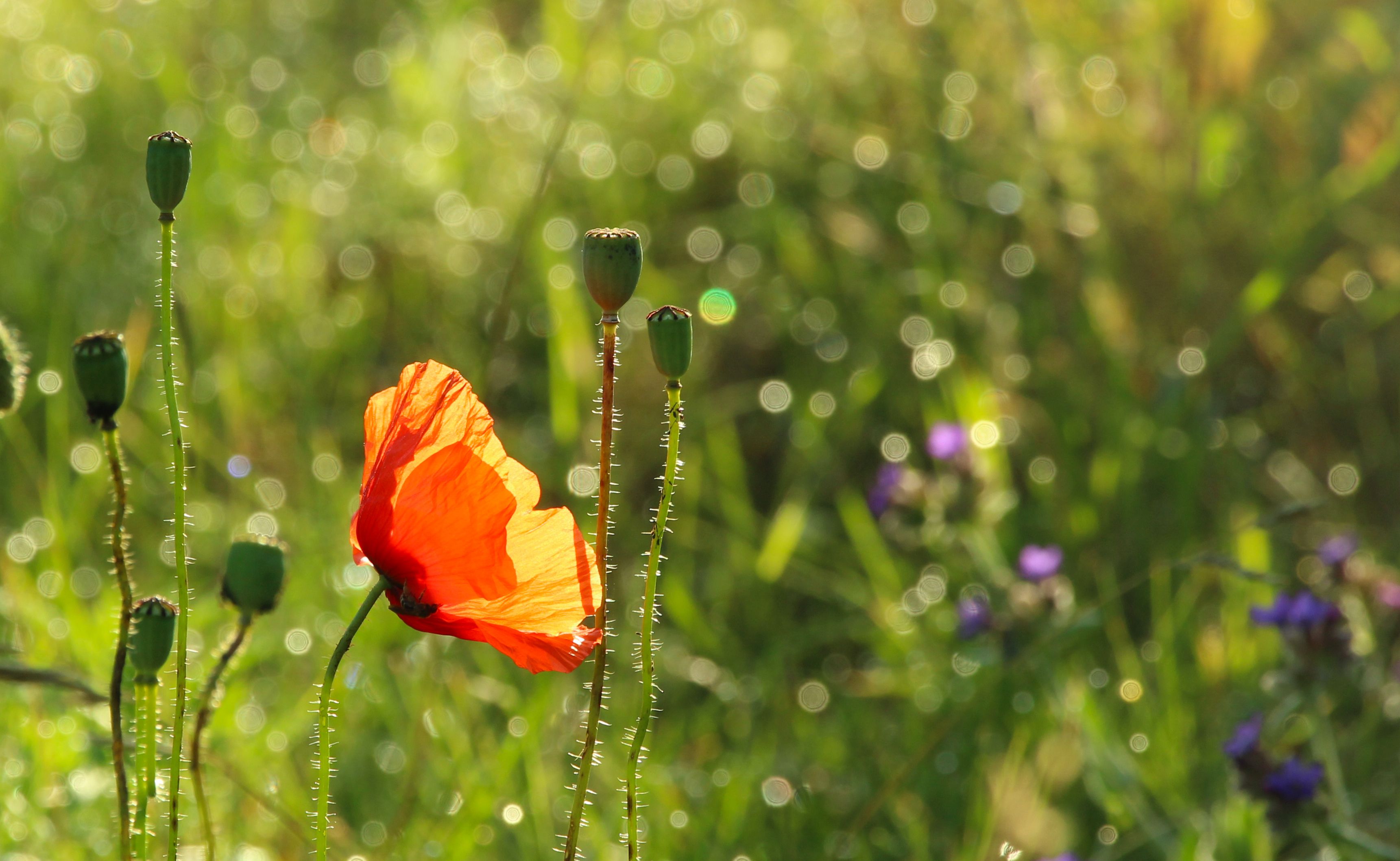 Green Color Combinations Photos, Download The BEST Free Green Color ...
