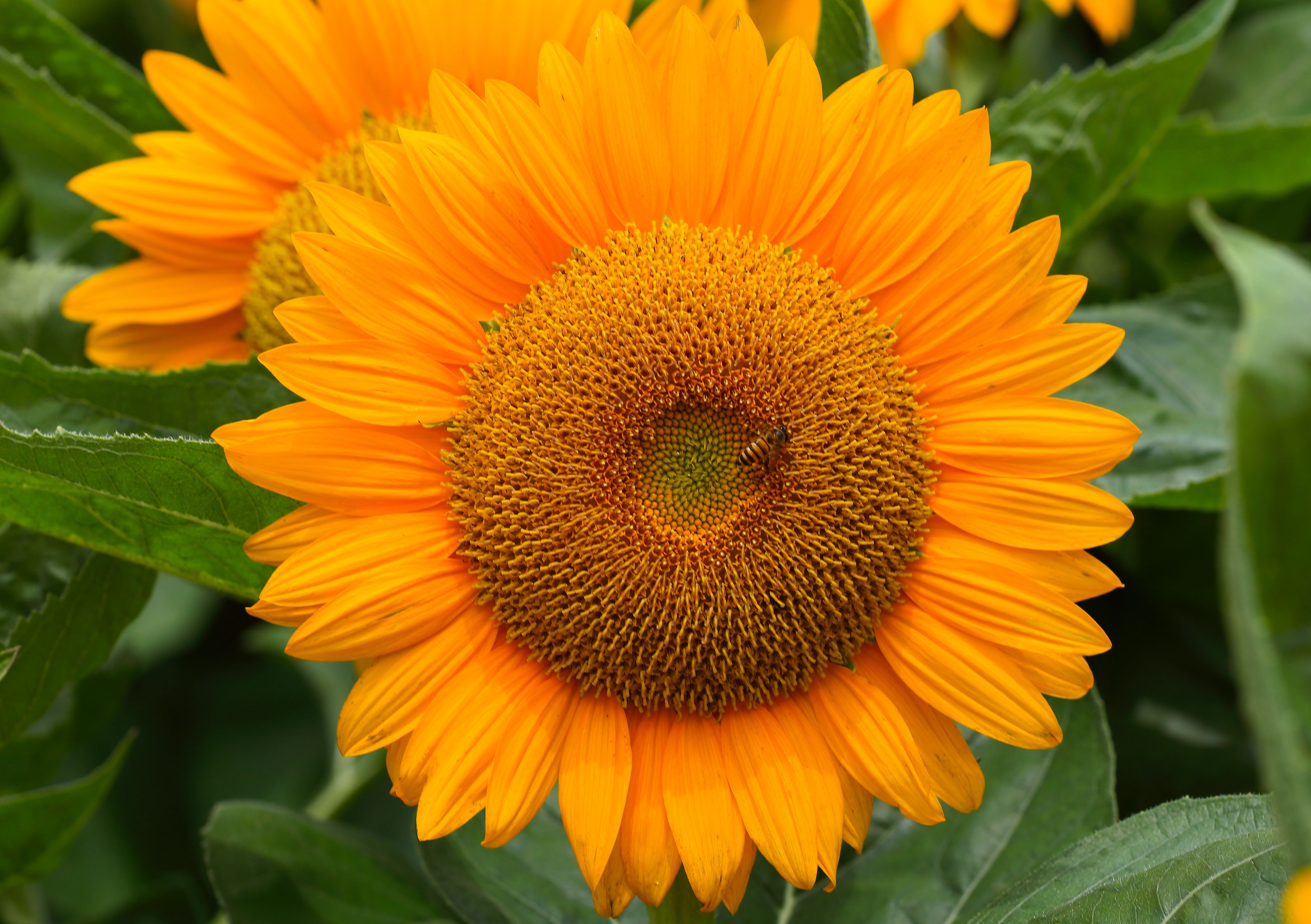 Yellow Color Photos, Download The BEST Free Yellow Color Stock Photos ...