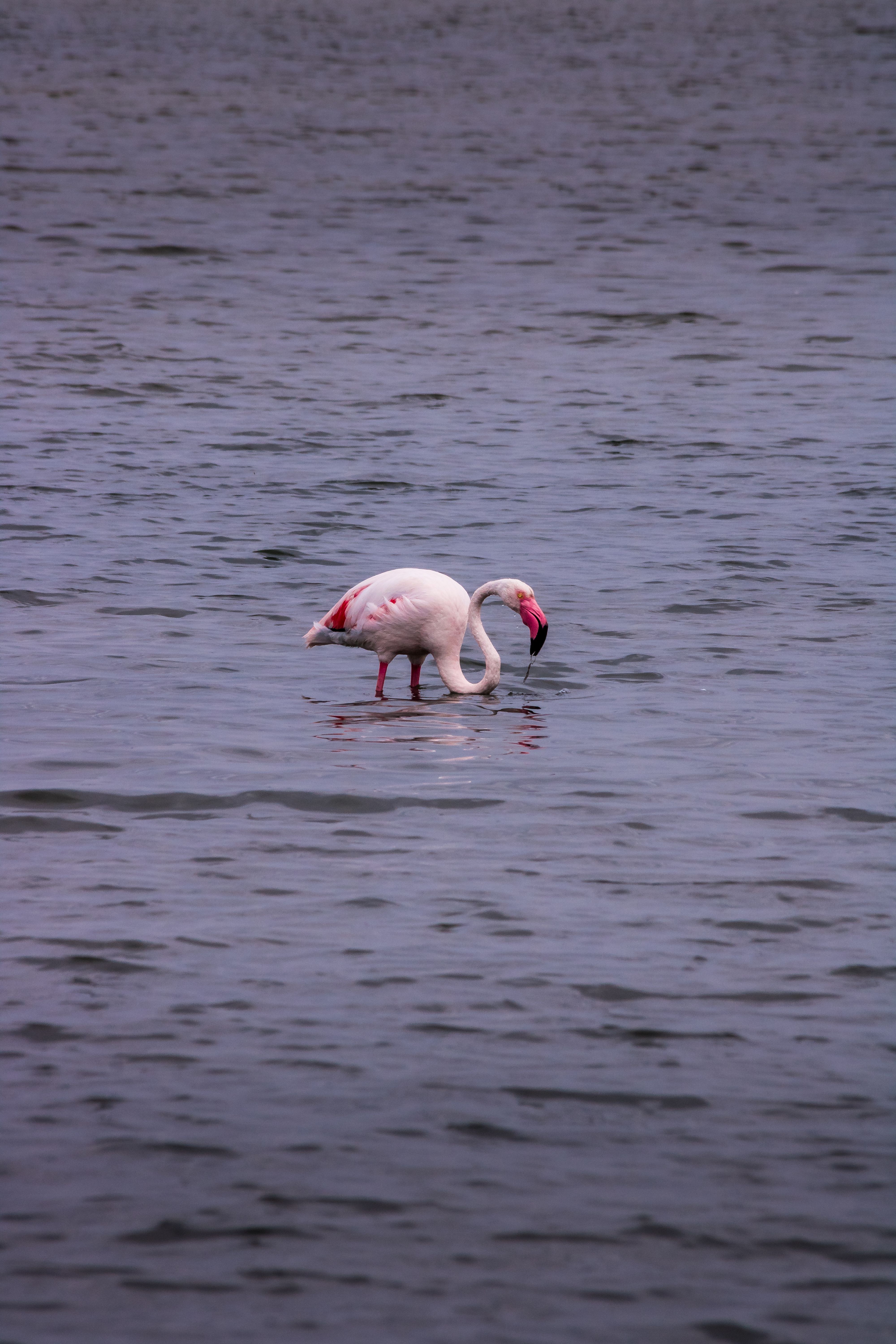 Migration Photos, Download The BEST Free Migration Stock Photos & HD Images