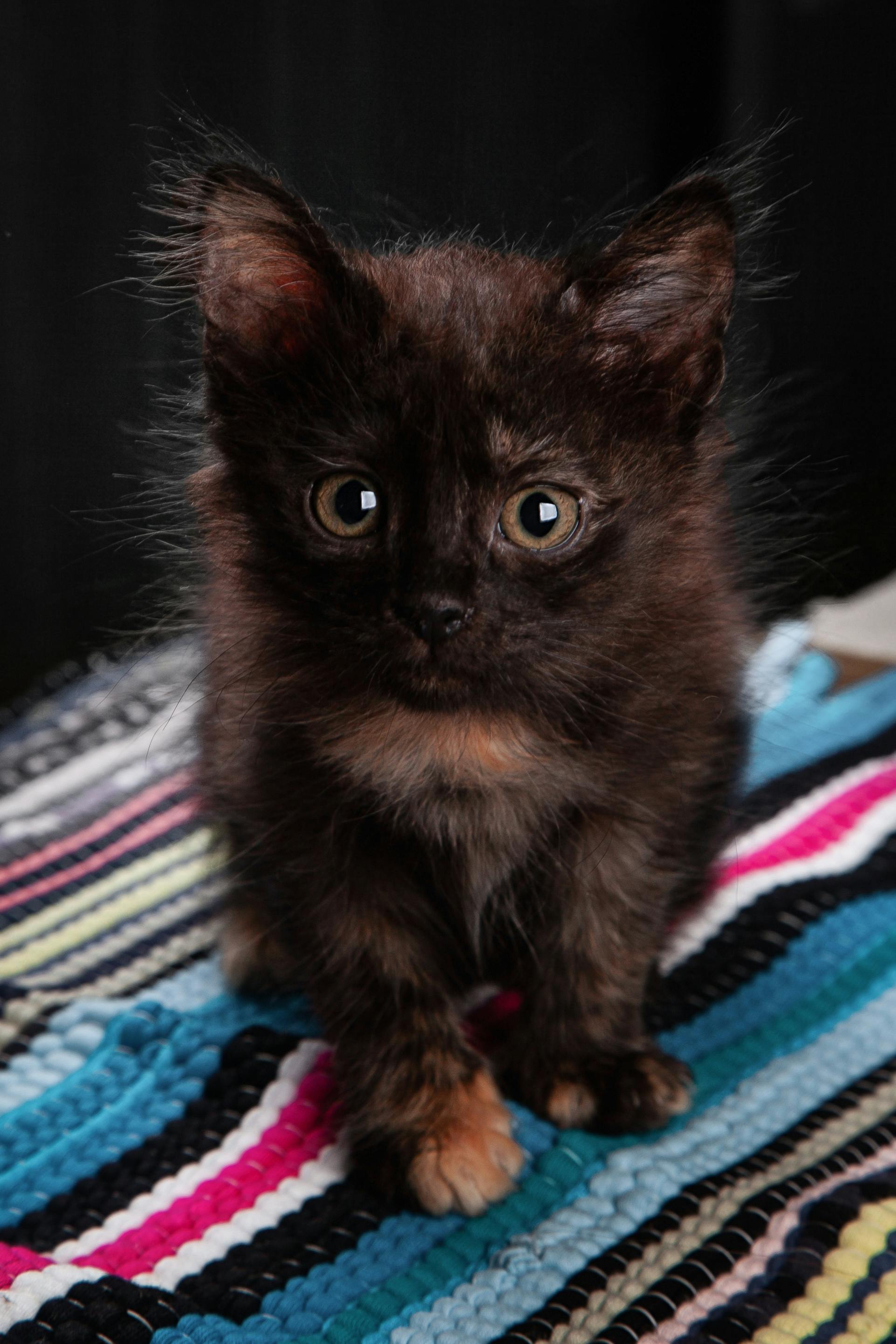 Inquisition+Last+Fm Photos, Download The BEST Free Inquisition+Last+Fm ...