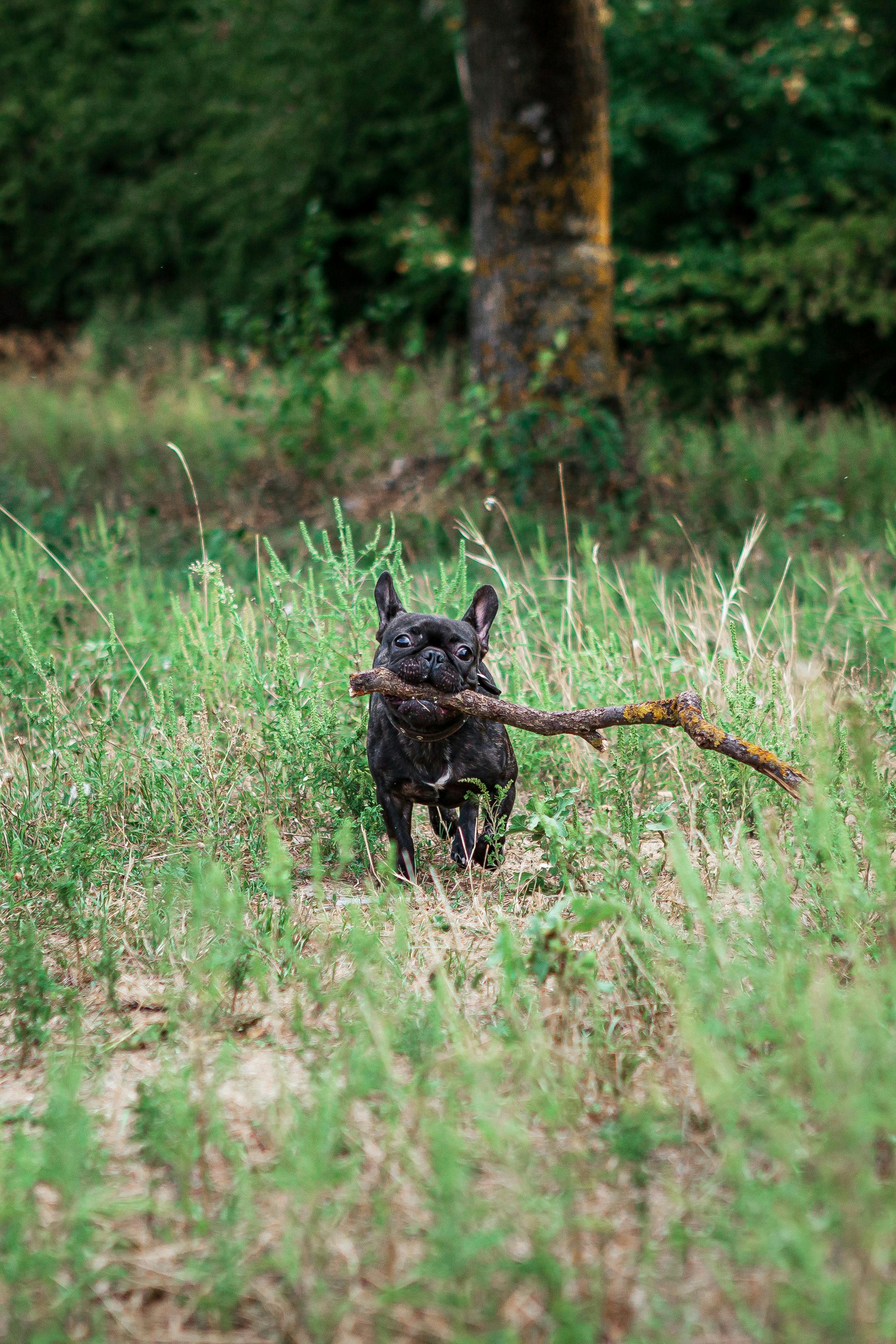 Batpig Photos, Download The BEST Free Batpig Stock Photos & HD Images