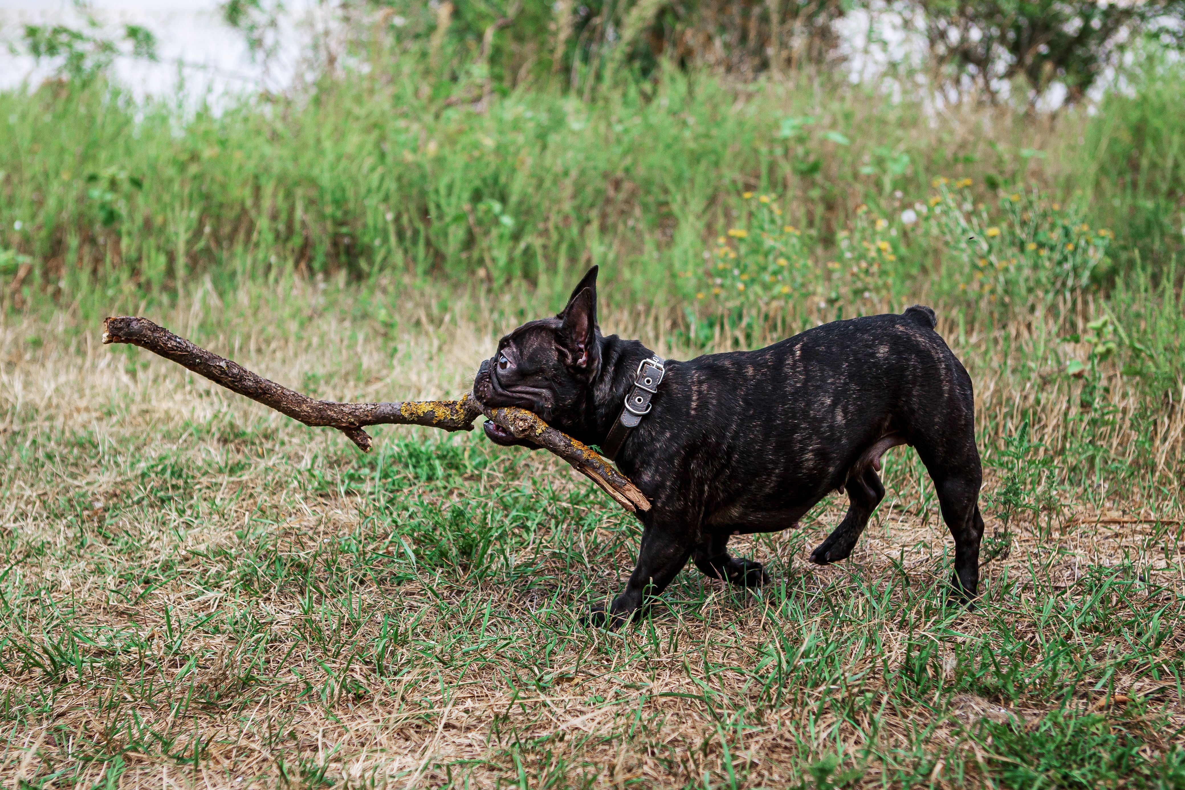 French Bulldog Playing Outdoors with a Stick · Free Stock Photo