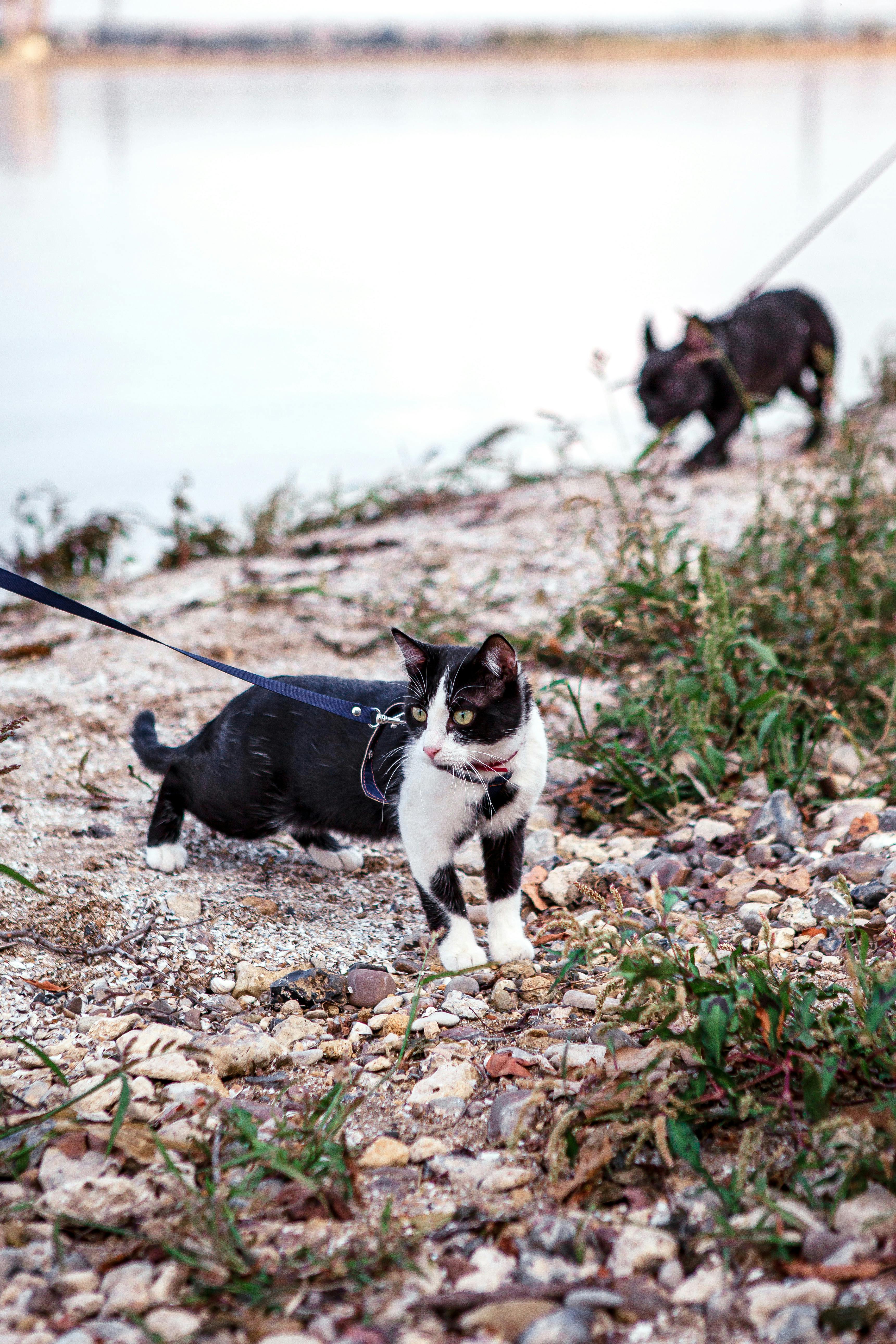 Cat And Dog Abnormal Photos, Download The BEST Free Cat And Dog ...