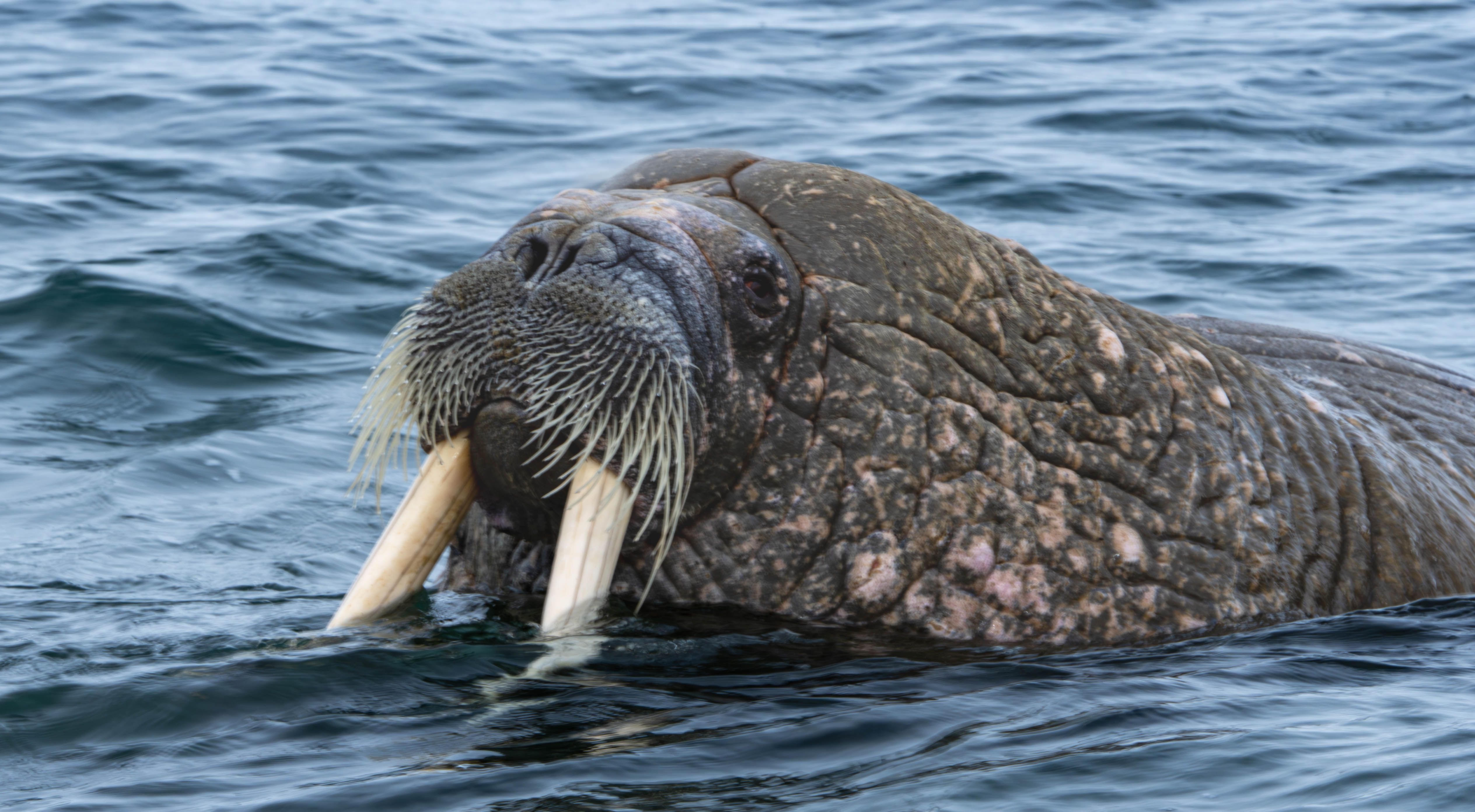 Sea Rake Photos, Download The BEST Free Sea Rake Stock Photos & HD Images