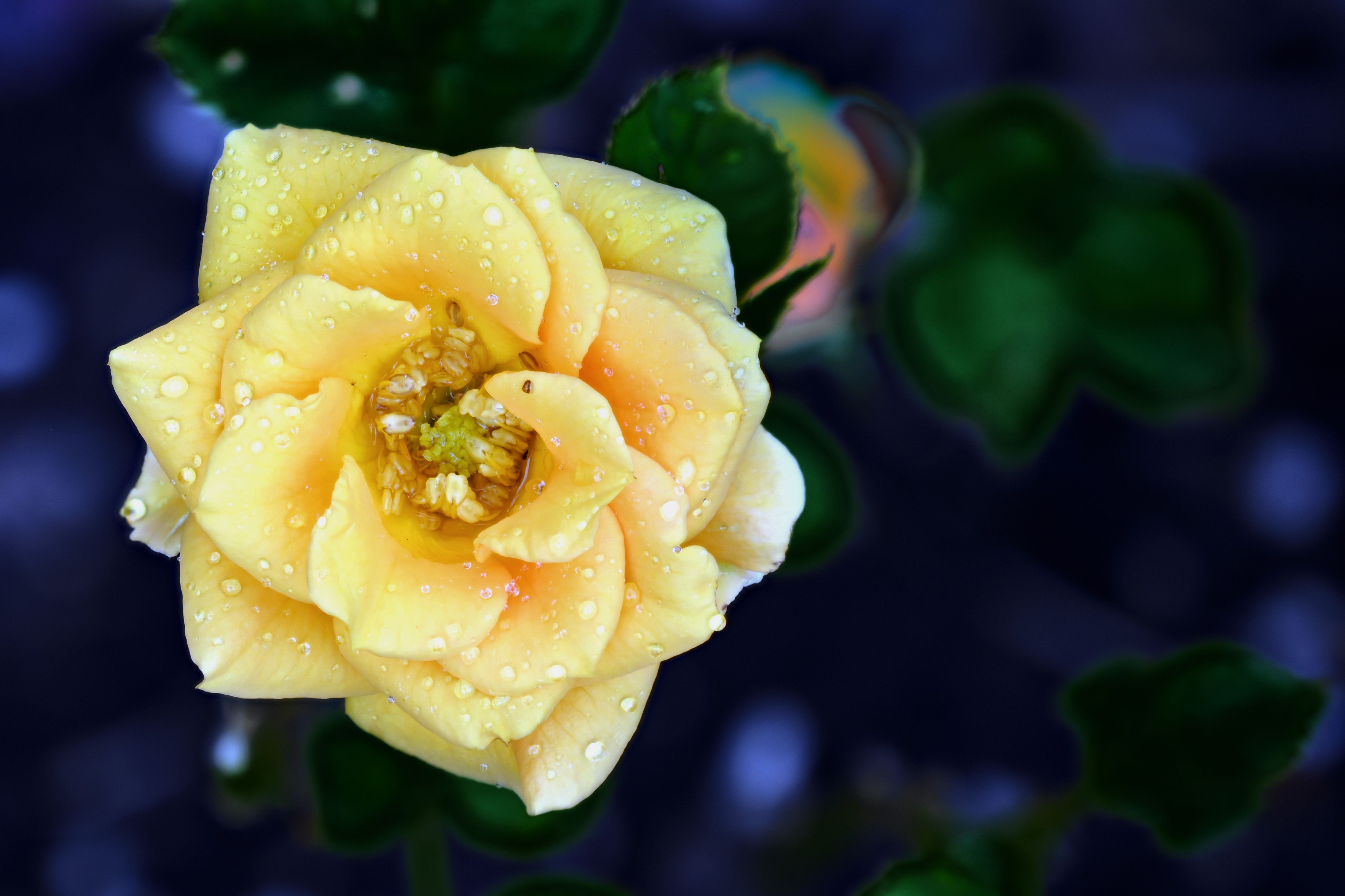 Rosa Filo Photos, Download The BEST Free Rosa Filo Stock Photos & HD Images