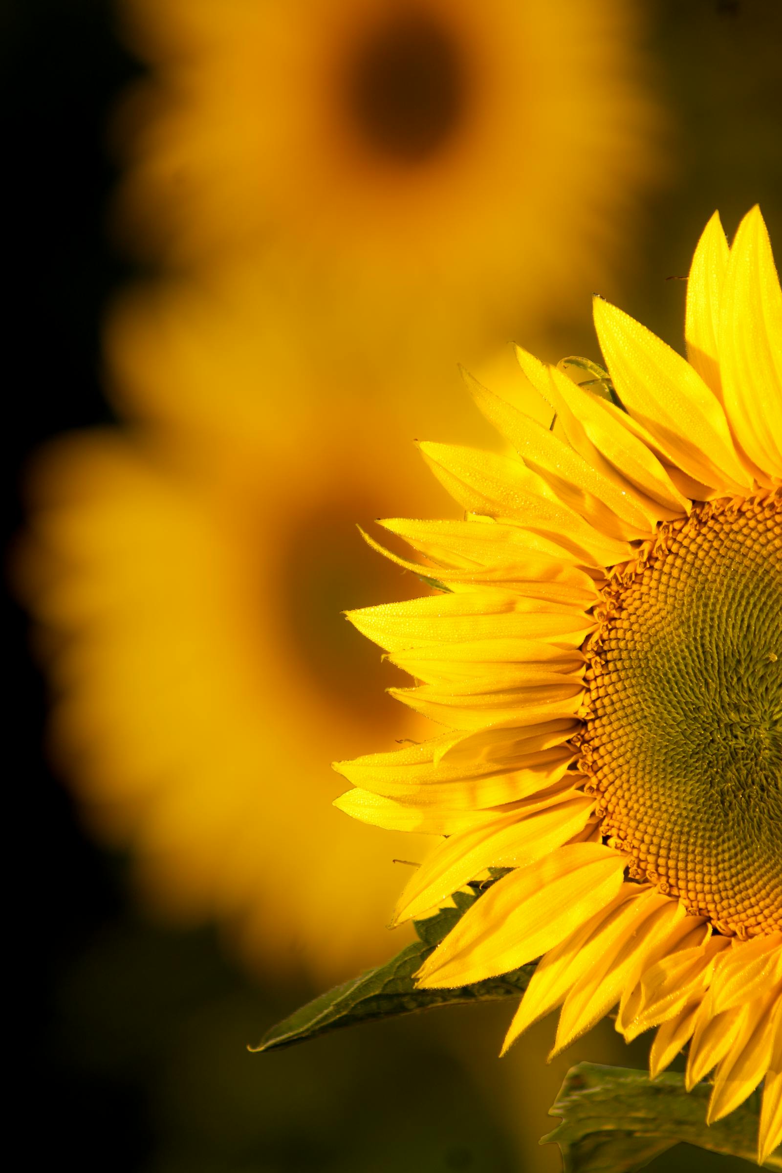 Fall Sunflower Background Photos, Download The BEST Free Fall Sunflower ...
