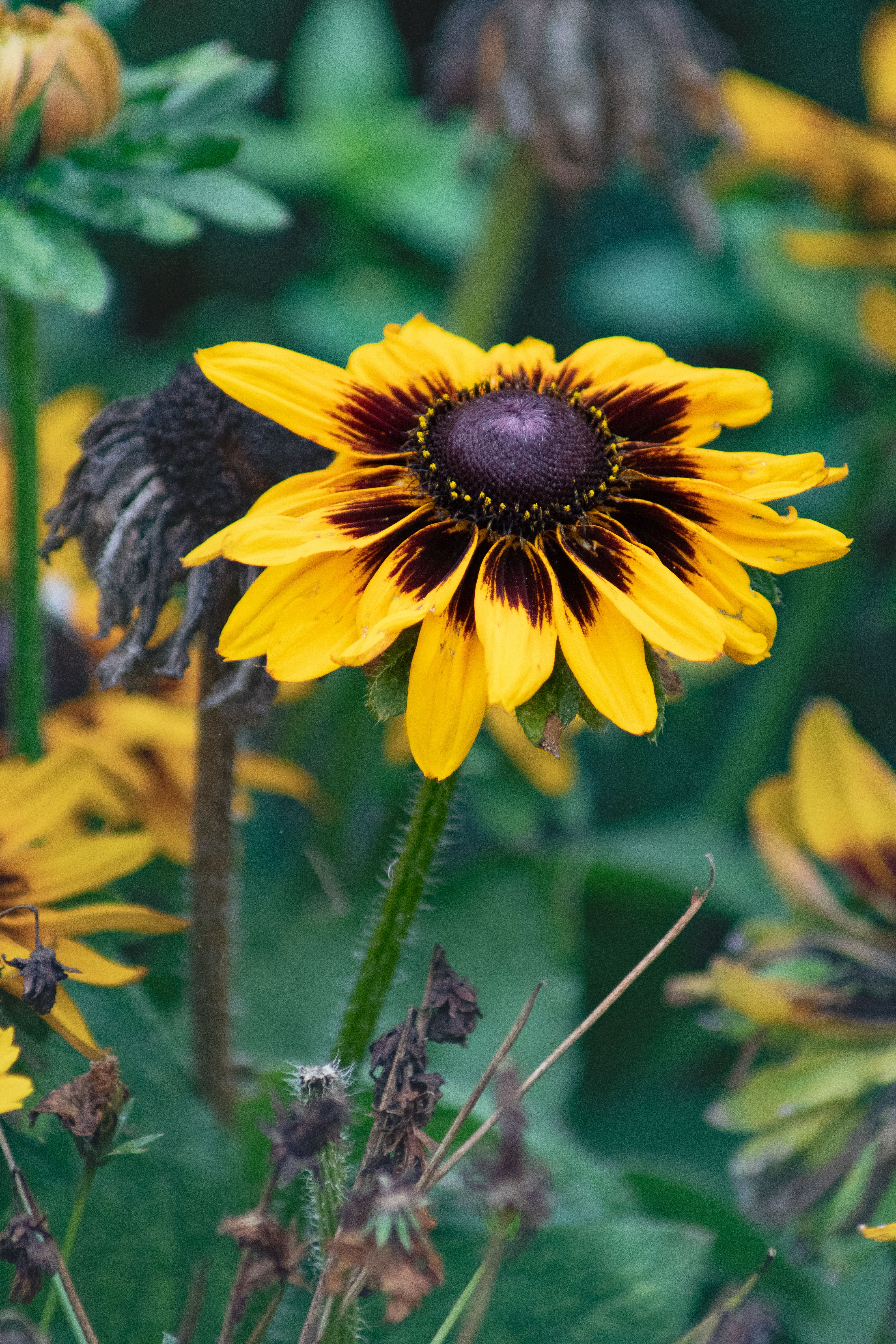 Vibrant Yellow Rudbeckia Flower in Bloom · Free Stock Photo