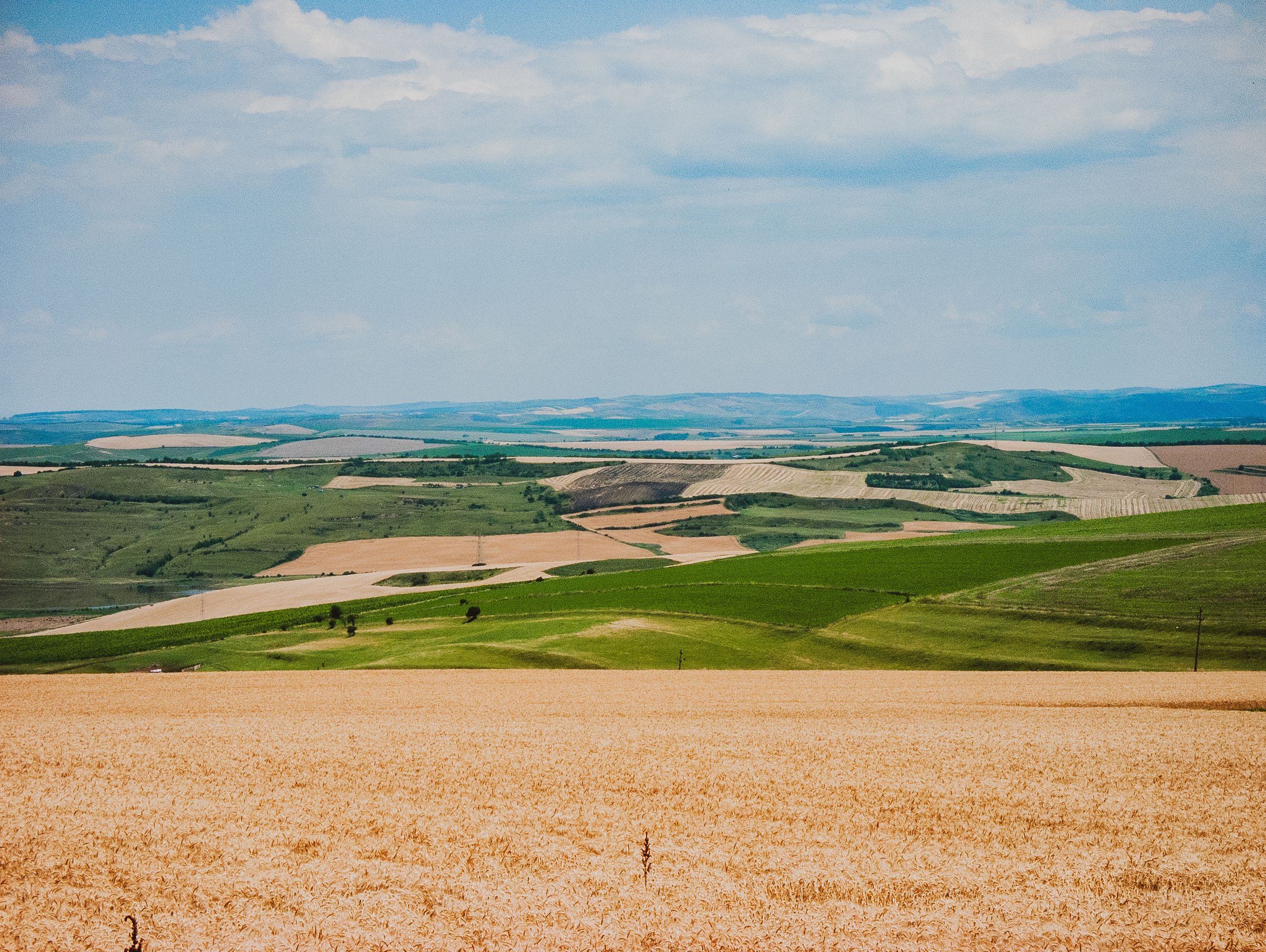 Yellow Rolling Fields · Free Stock Photo