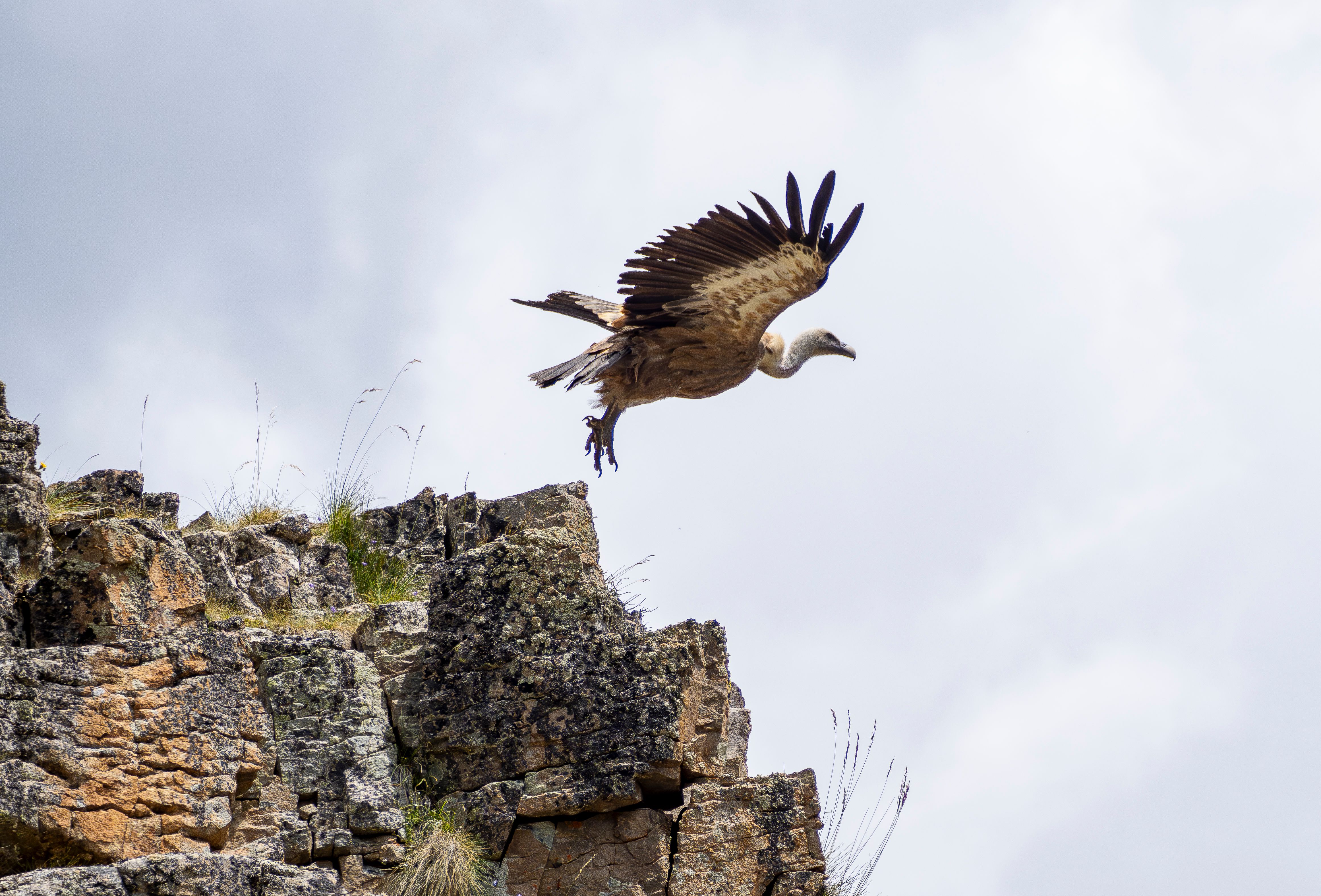 Vulture Soaring from Rocky Cliff with Blue Sky · Free Stock Photo