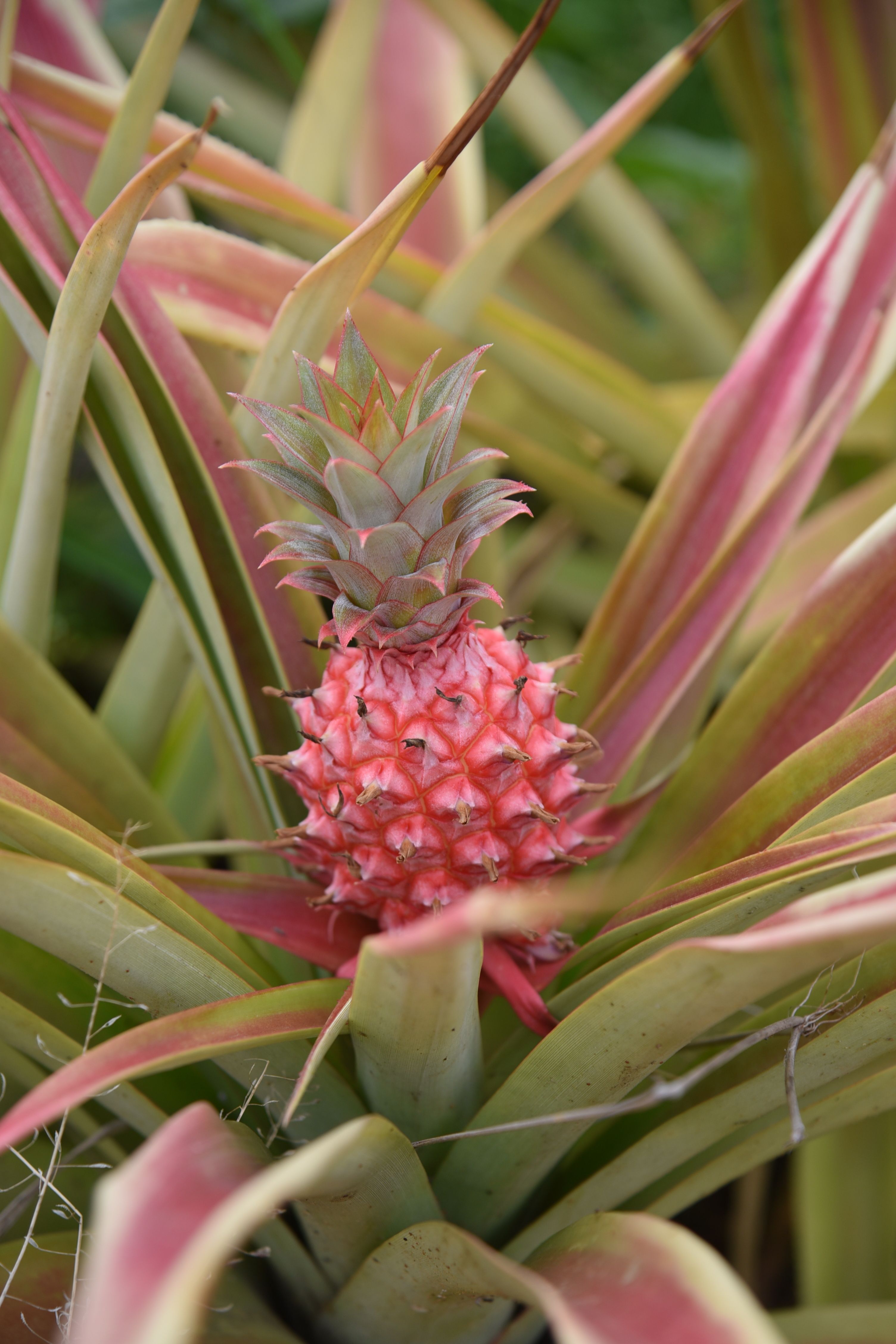 Fruit Ananas Photos, Download The BEST Free Fruit Ananas Stock Photos ...