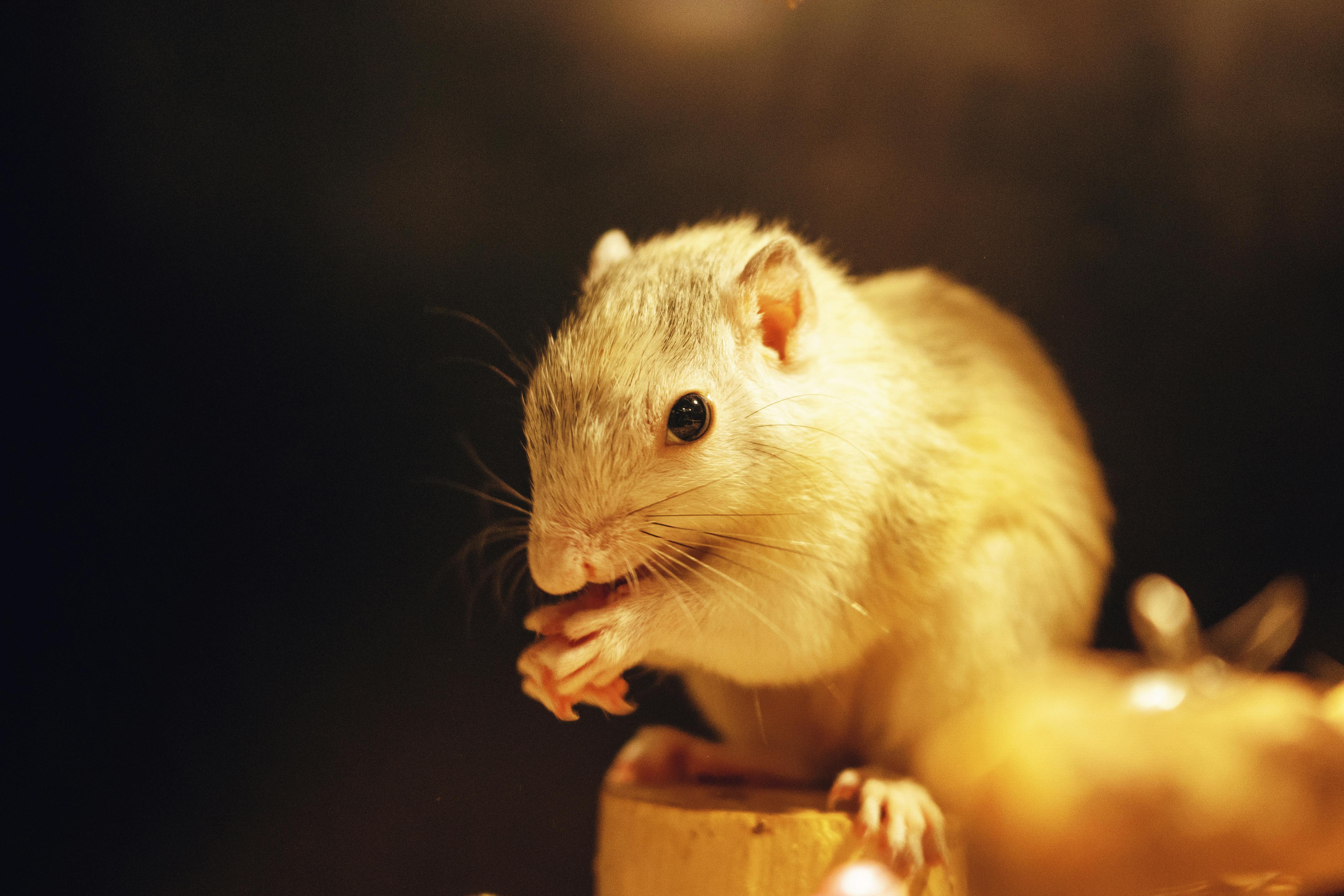 Close-Up of a Gerbil Eating with Warm Lighting · Free Stock Photo