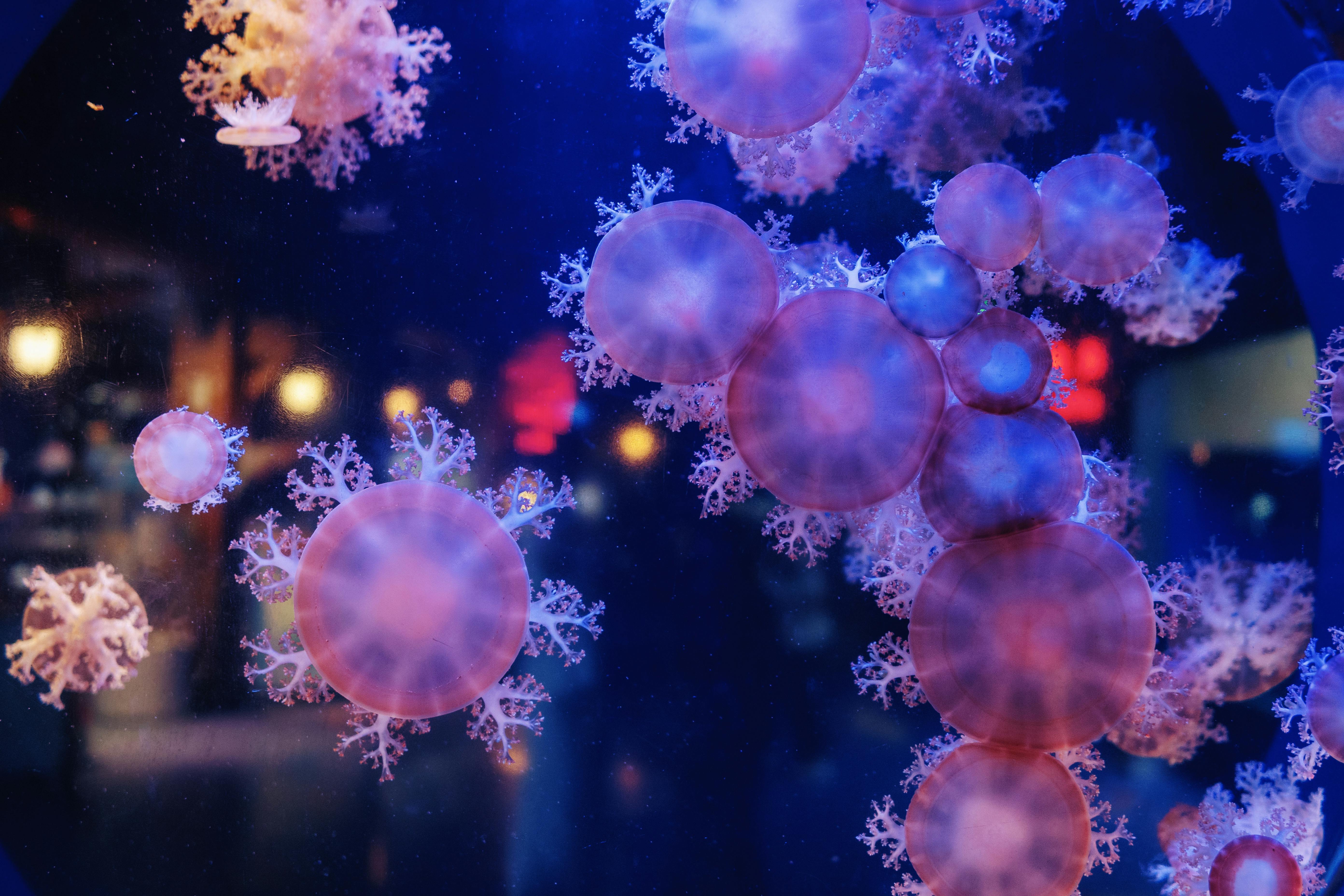 Vibrant Jellyfish Display in Aquarium · Free Stock Photo