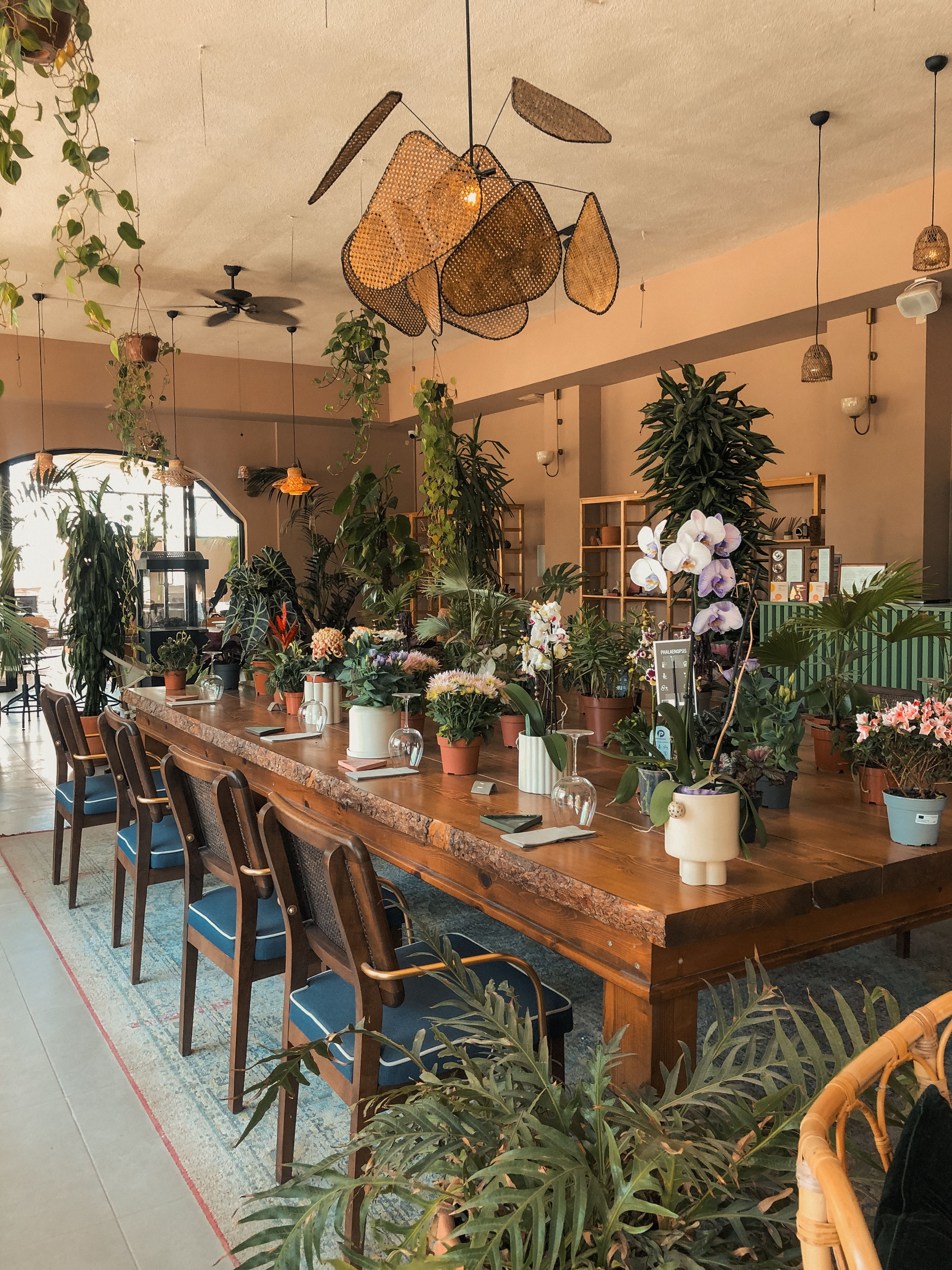 Cozy Indoor Café with Abundant Greenery · Free Stock Photo