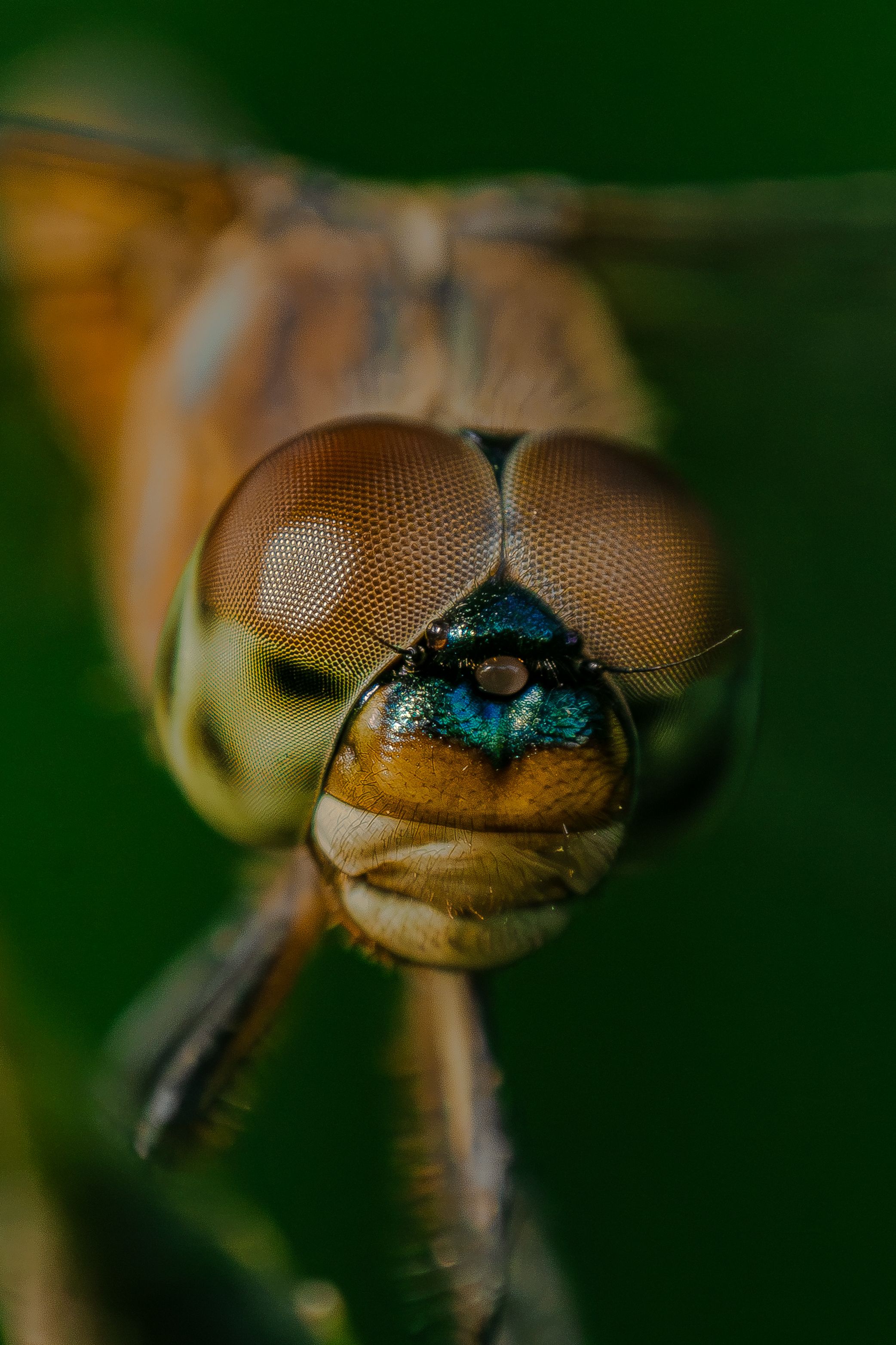 Close-Up of Dragonfly Head in Việt Nam · Free Stock Photo