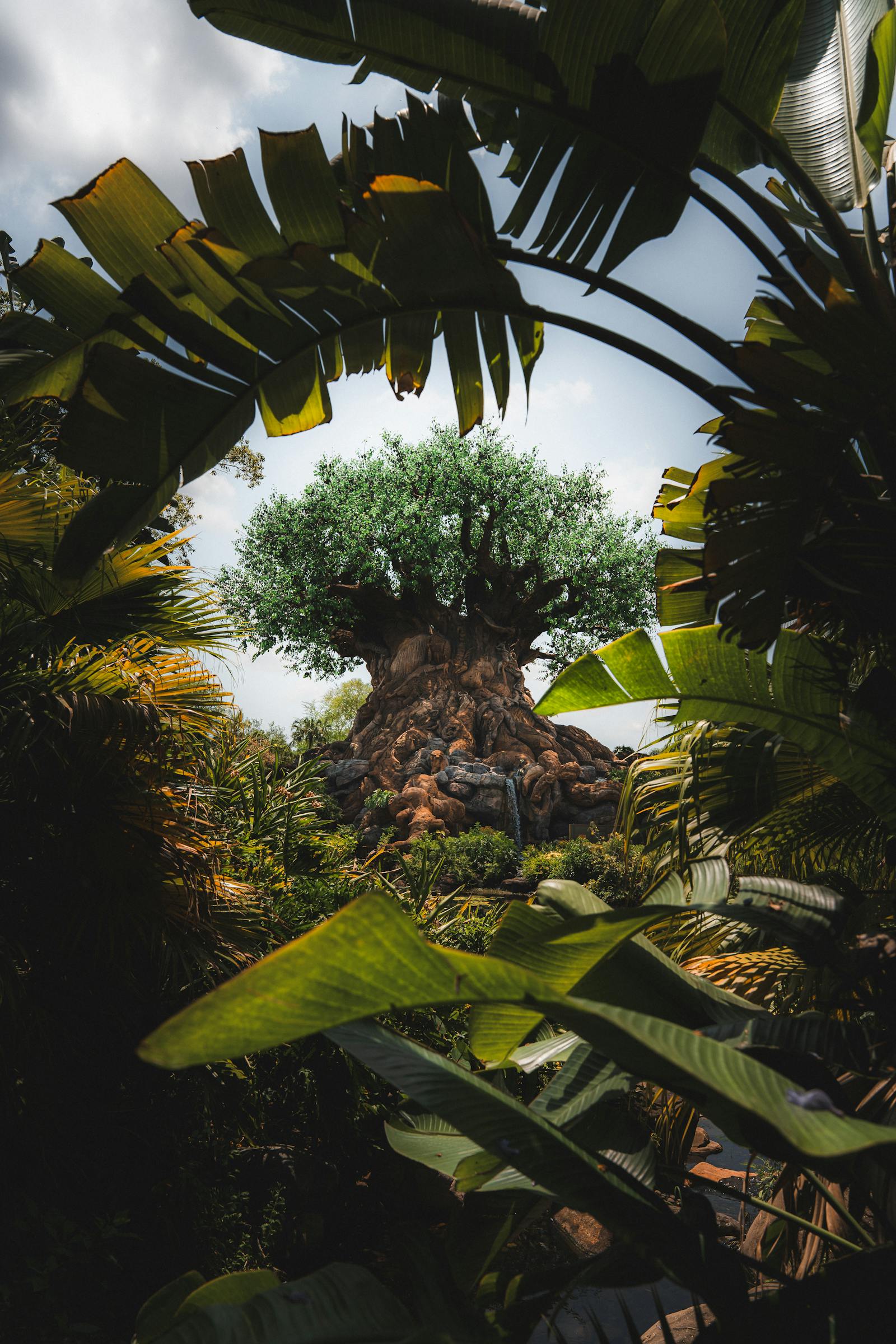 Tree Of Life Photos, Download The BEST Free Tree Of Life Stock Photos ...