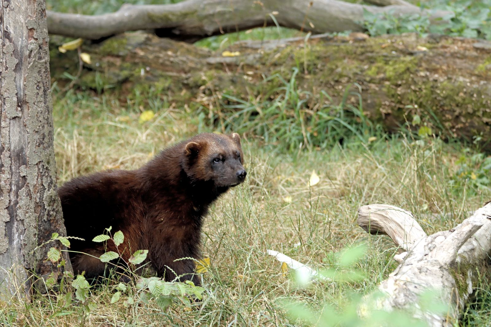 Wolverine Photos, Download The BEST Free Wolverine Stock Photos & HD Images