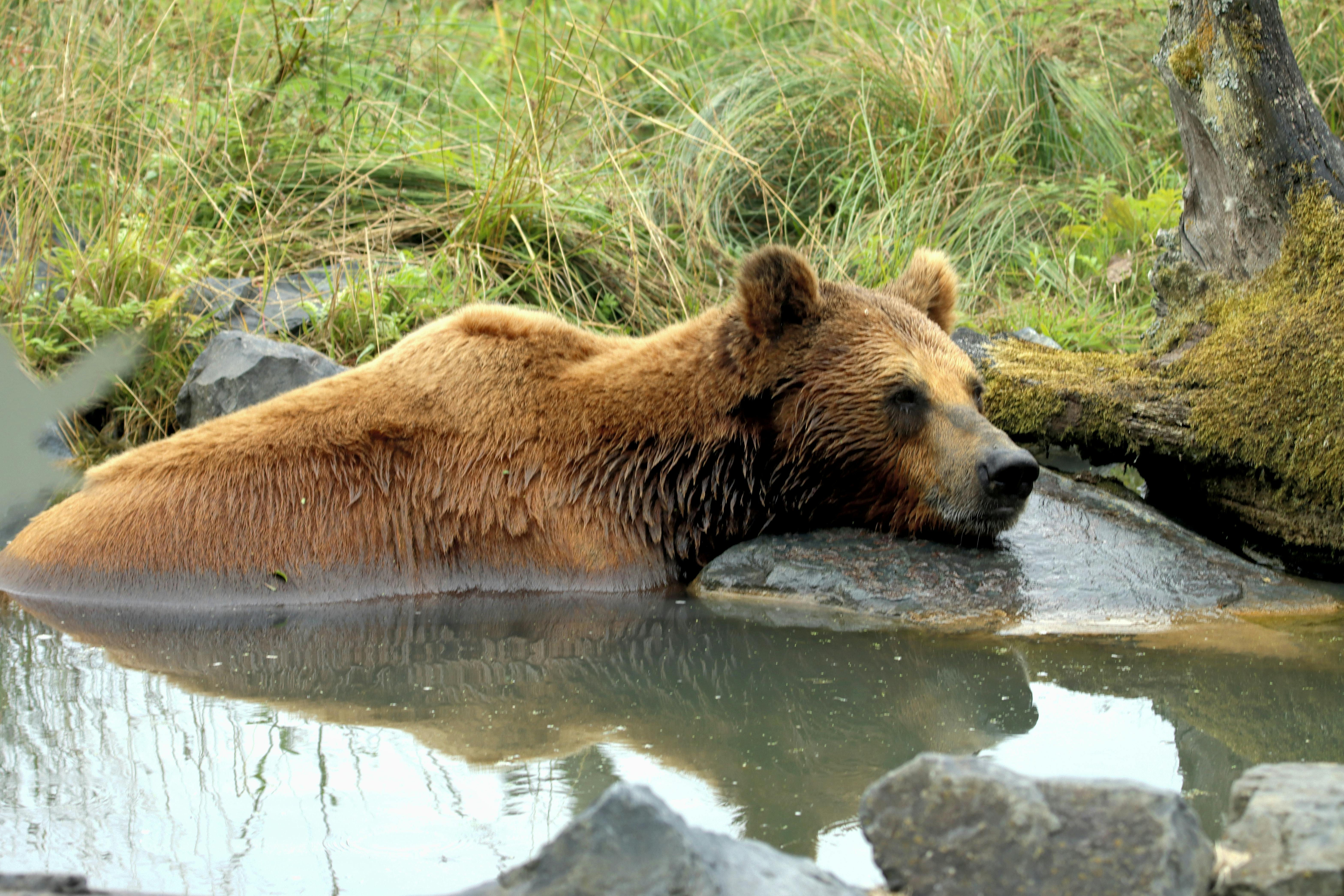 Bear Pond Photos, Download The BEST Free Bear Pond Stock Photos & HD Images