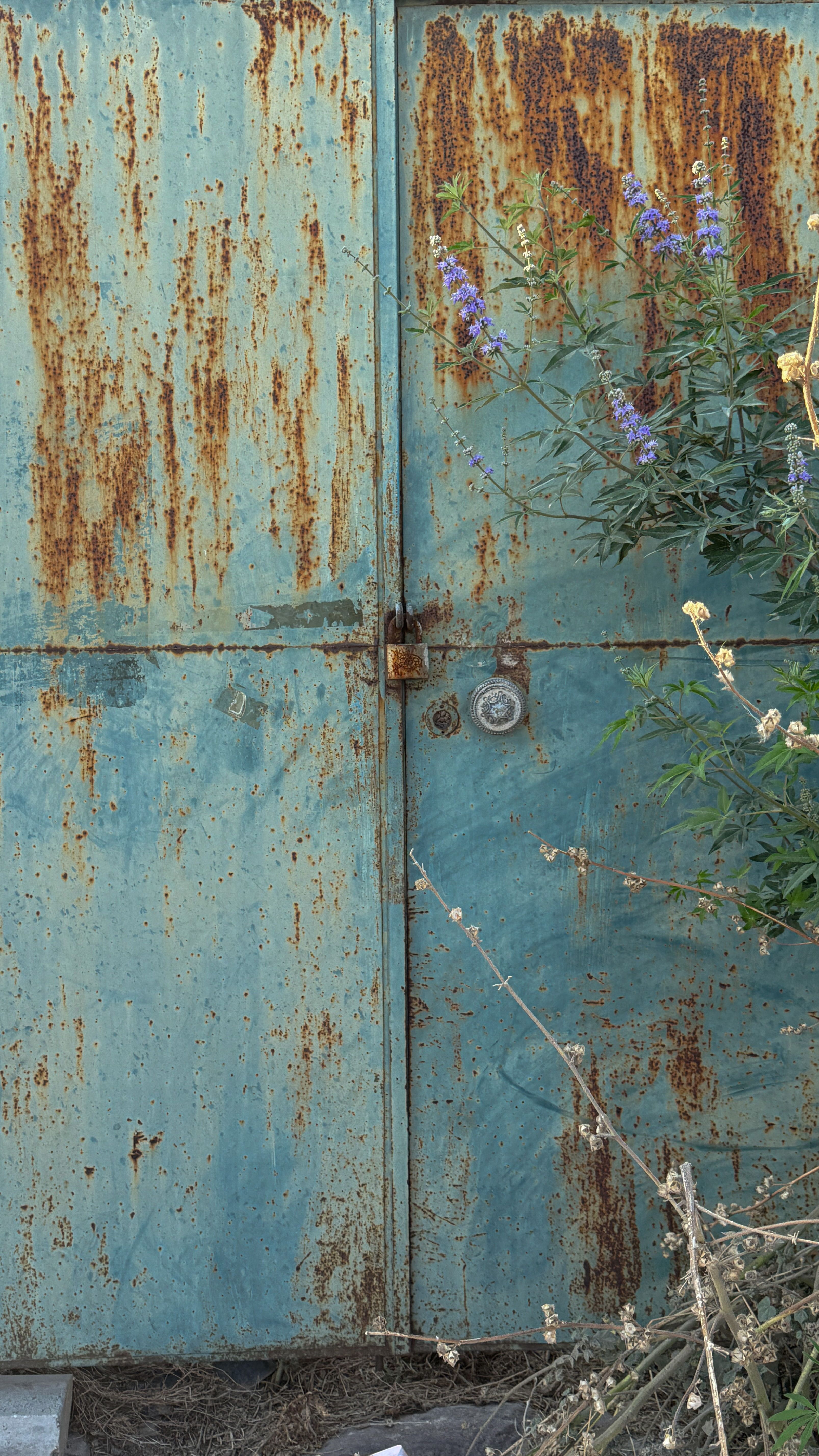 Rusted Metal Door with Wildflowers in Türkiye · Free Stock Photo