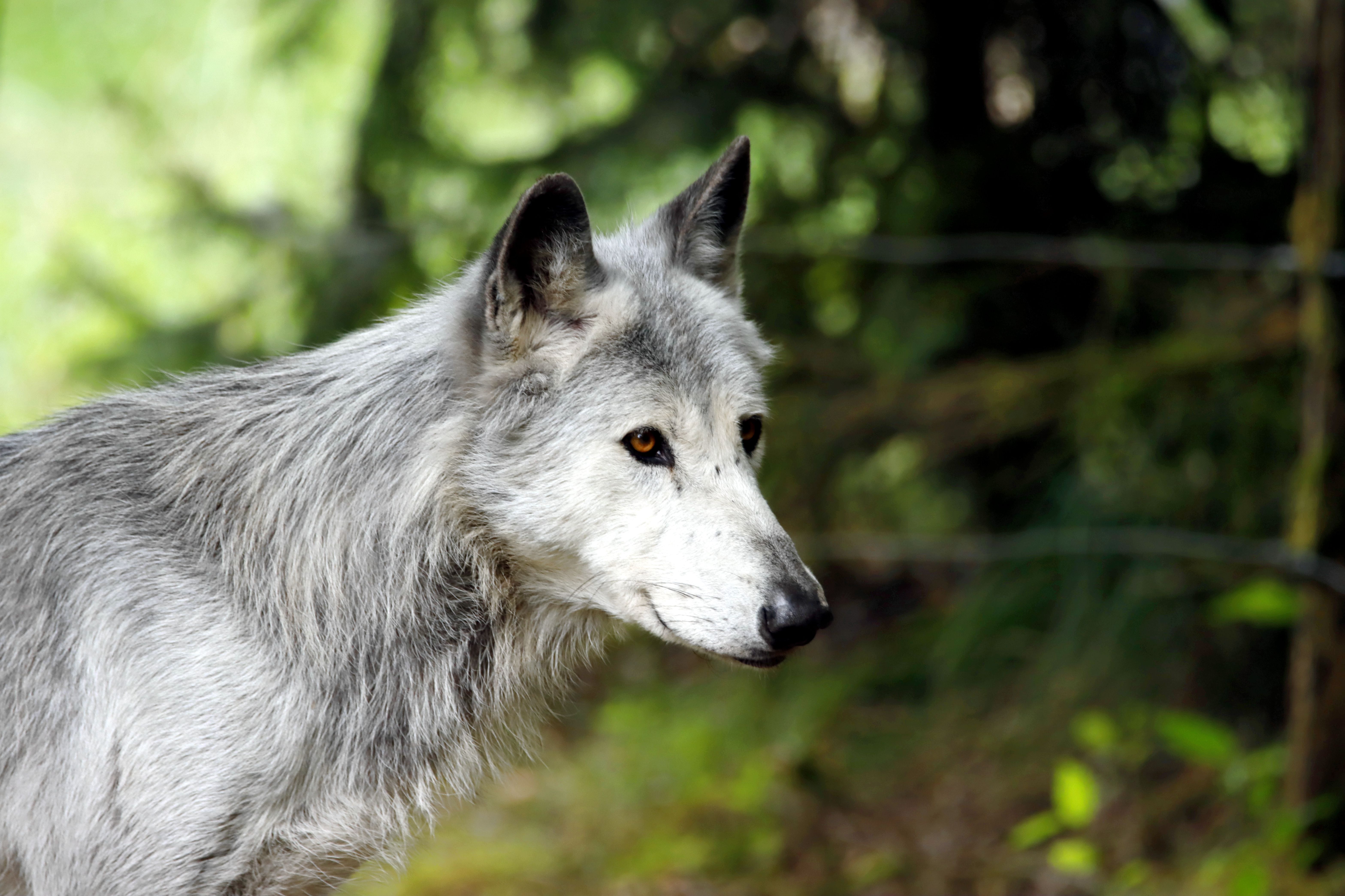 Grey Wolf Photos, Download The BEST Free Grey Wolf Stock Photos & HD Images
