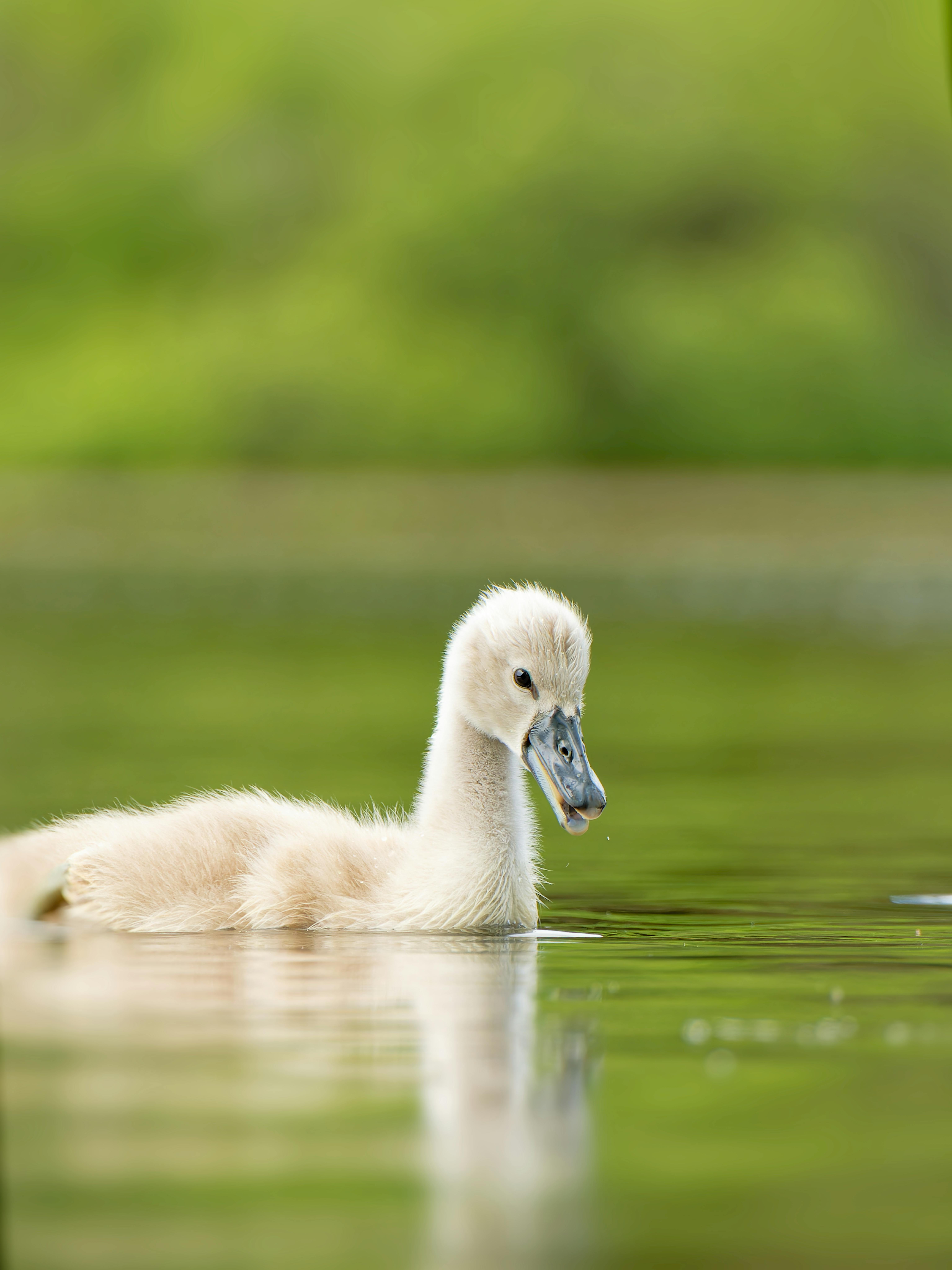 Cygnet Photos, Download The BEST Free Cygnet Stock Photos & HD Images