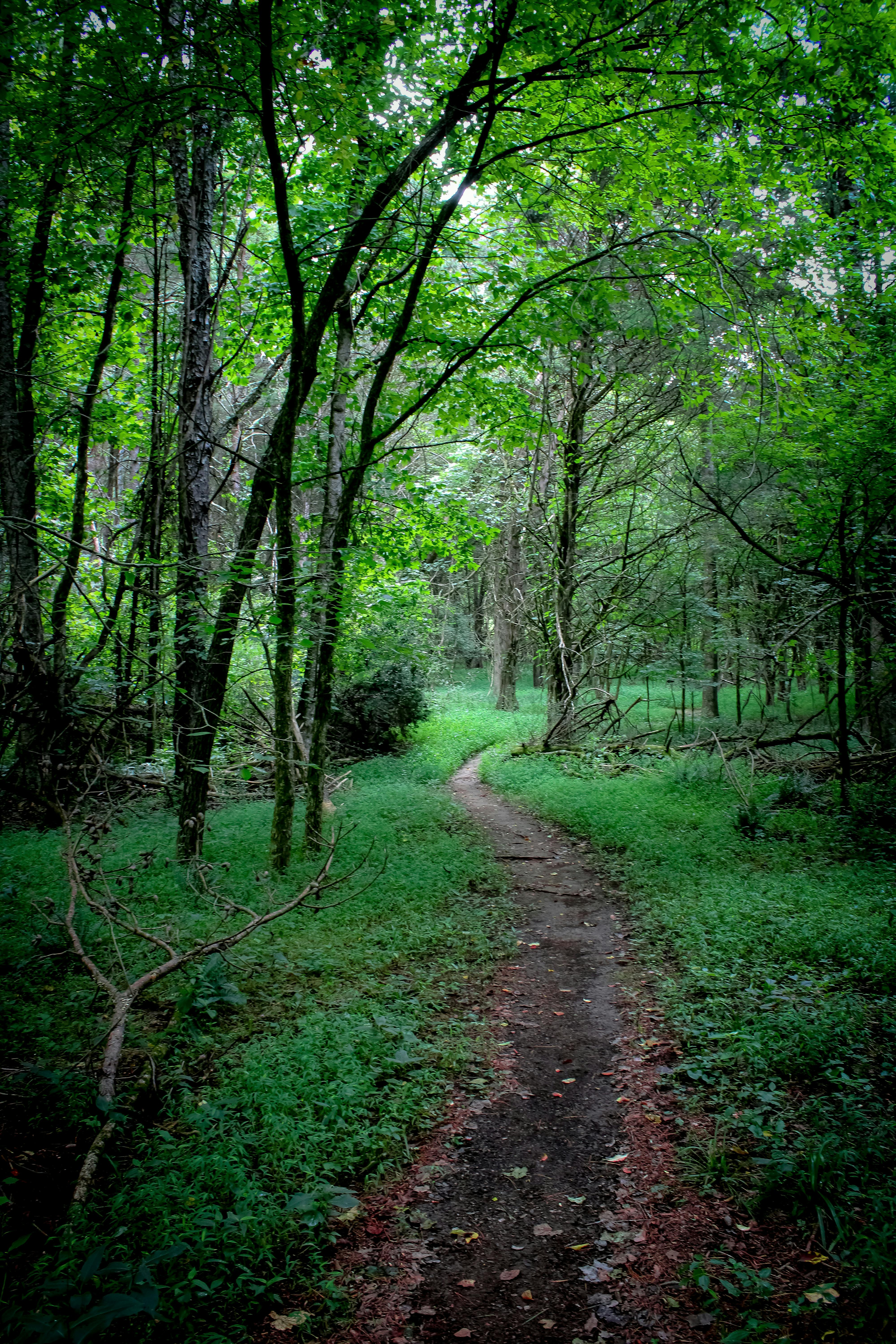 Pathways Photos, Download The BEST Free Pathways Stock Photos & HD Images