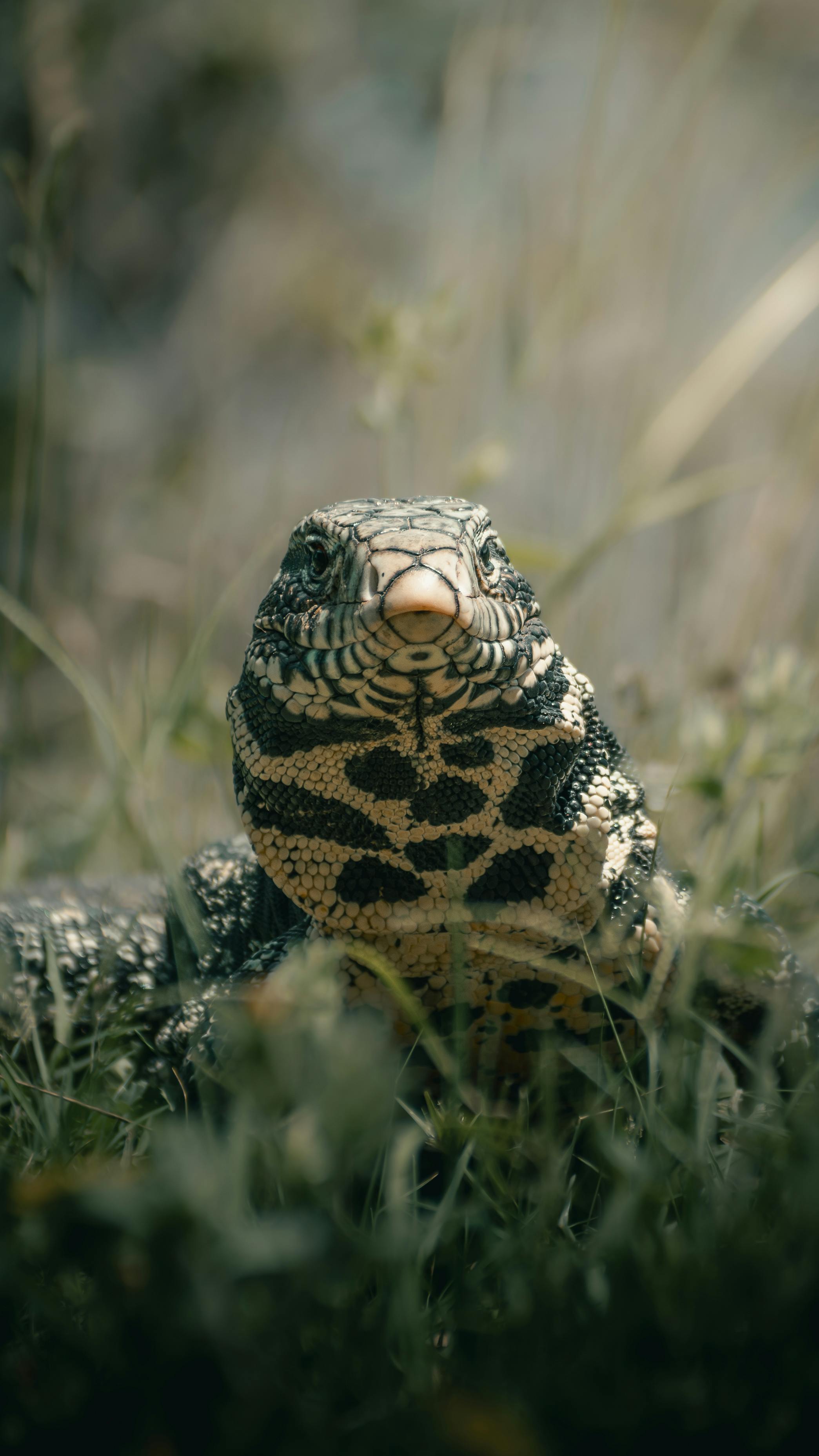Close-up of Argentine Black and White Tegu Lizard · Free Stock Photo